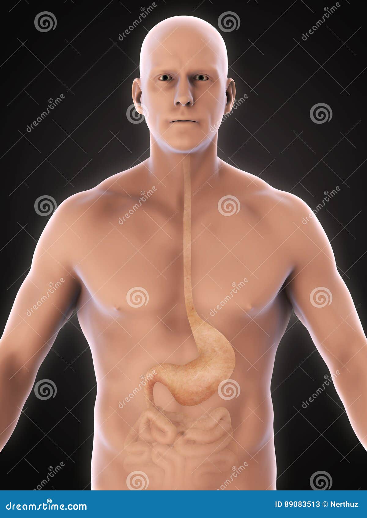 Human Stomach Anatomy stock illustration. Illustration of abdomen ...