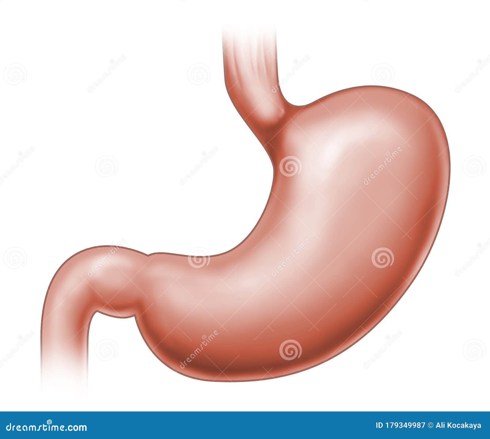 Human stomach stock illustration. Illustration of body - 179349987