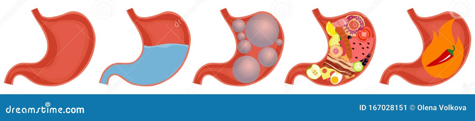 Human Stomach. Empty and Full Stomach Stock Illustration - Illustration ...