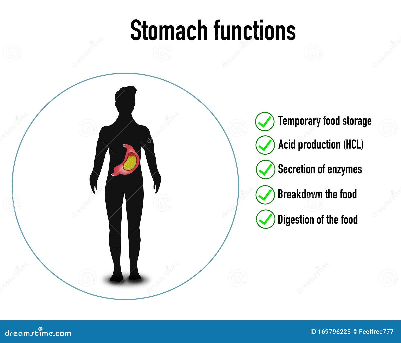 Human Stomach Functions, Educational Sheet Stock Illustration ...
