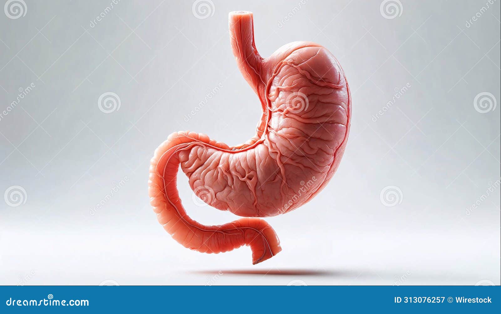 Human Stomach, Highlighting Its Internal Structures and Textures, AI ...