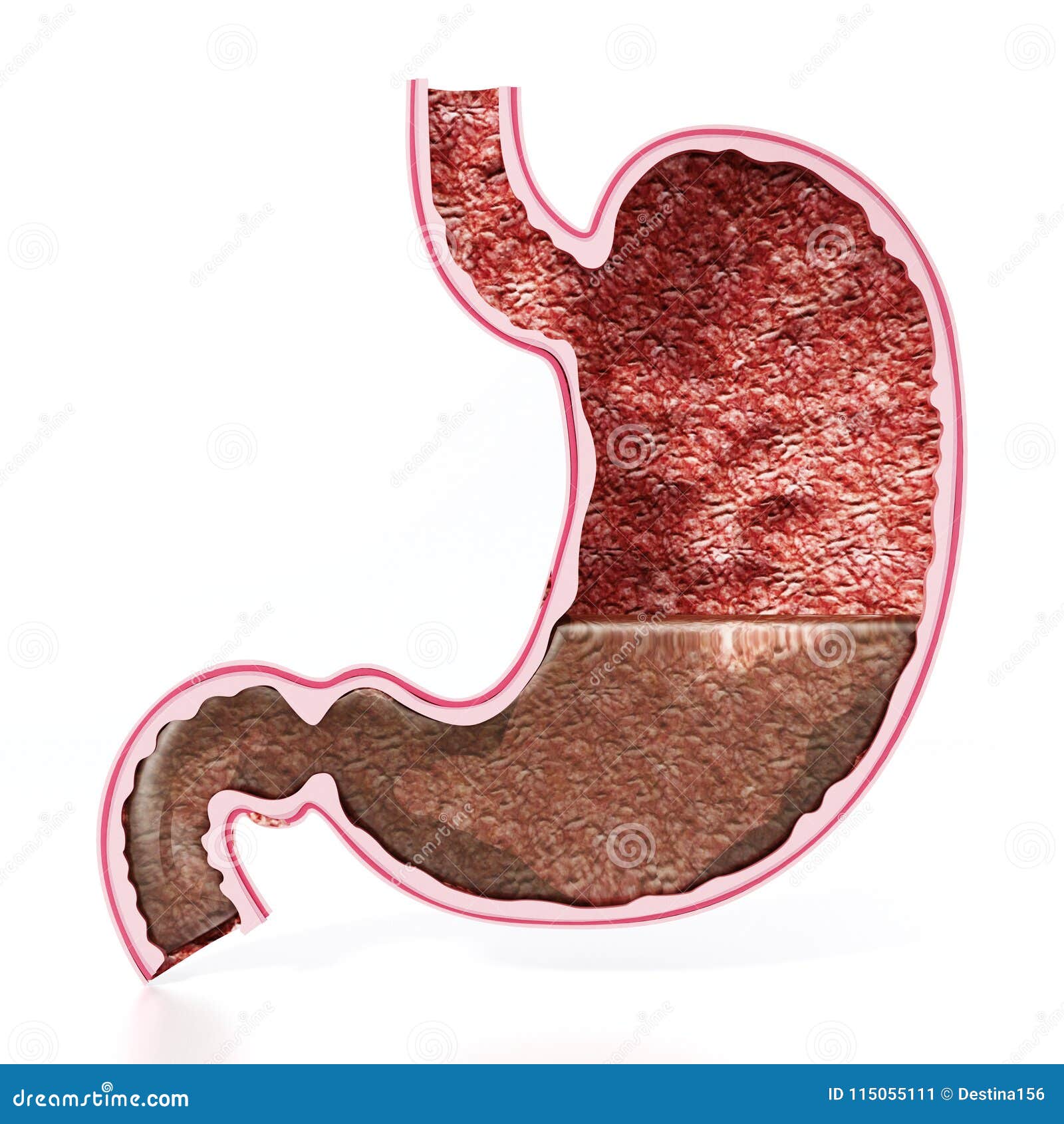 Human Stomach Illustration with Detailed Layers. 3D Illustration Stock ...