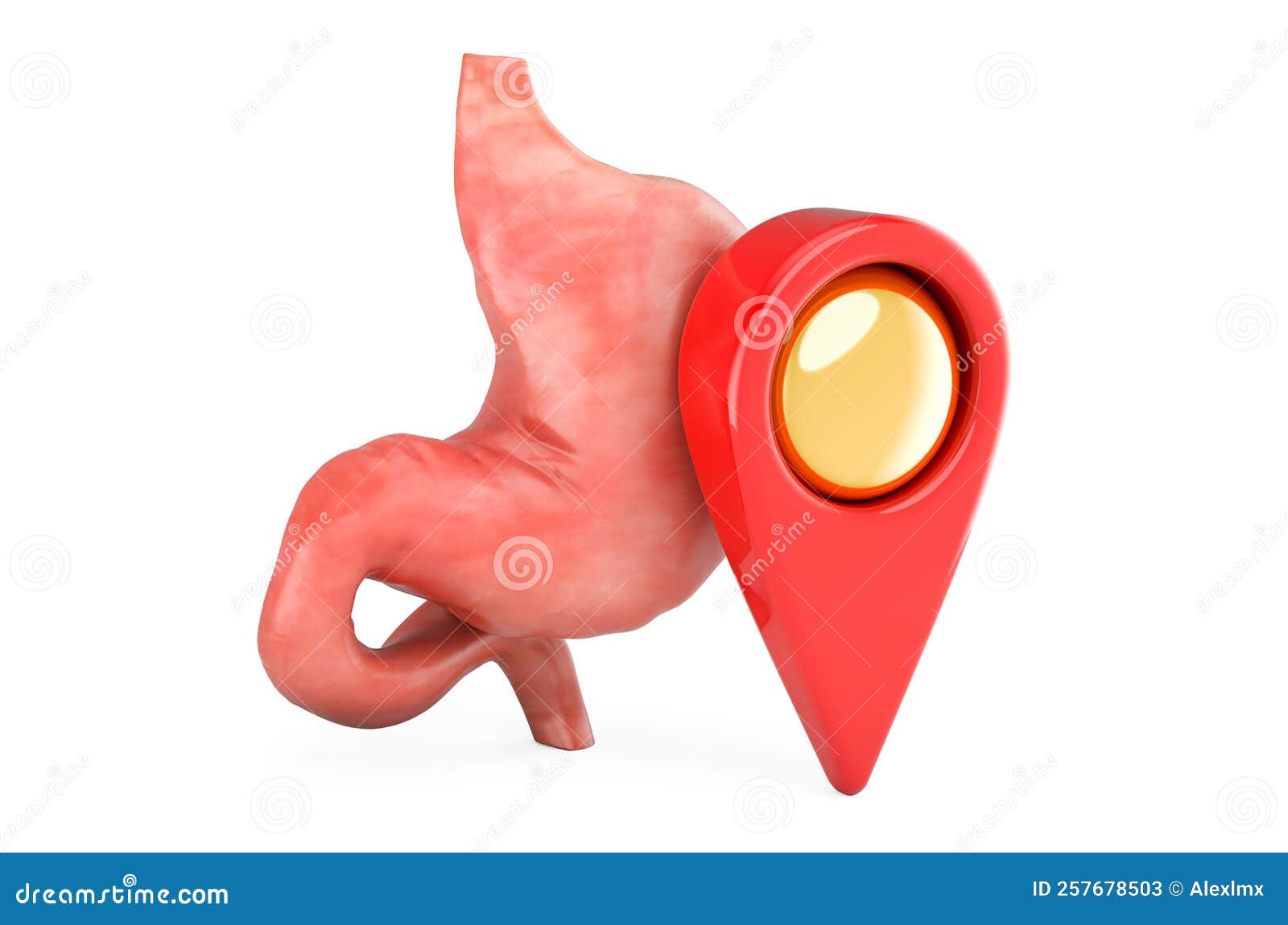 Human Stomach with Map Pointer. Hospital Location Concept Stock ...