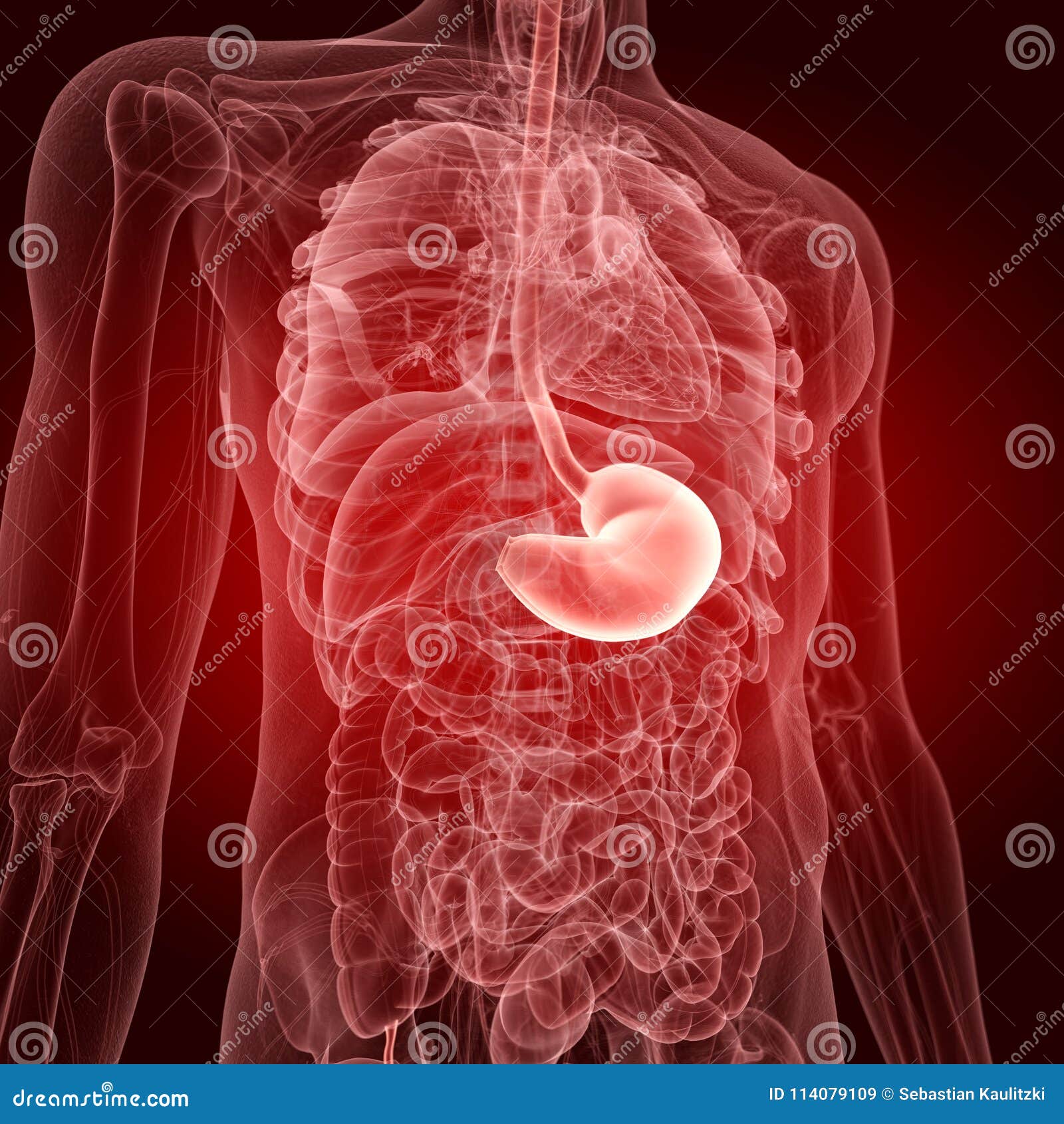 The human stomach stock illustration. Illustration of rendering - 114079109