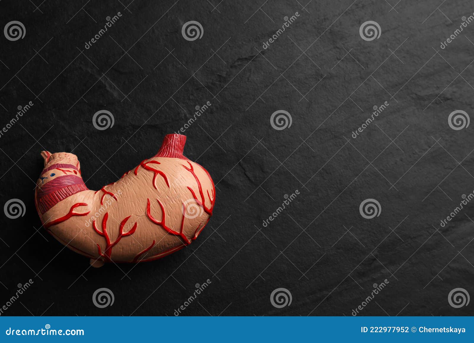 Human Stomach Model on Table, Top View. Space for Text Stock Photo ...