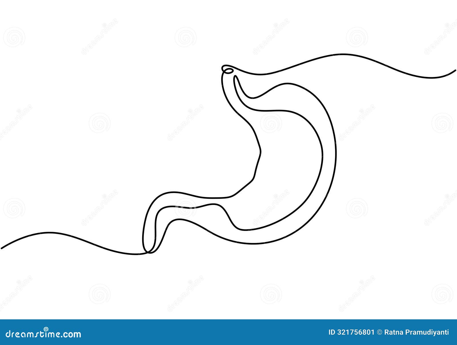Human Stomach One Continuous Line Art Drawing Stock Vector ...