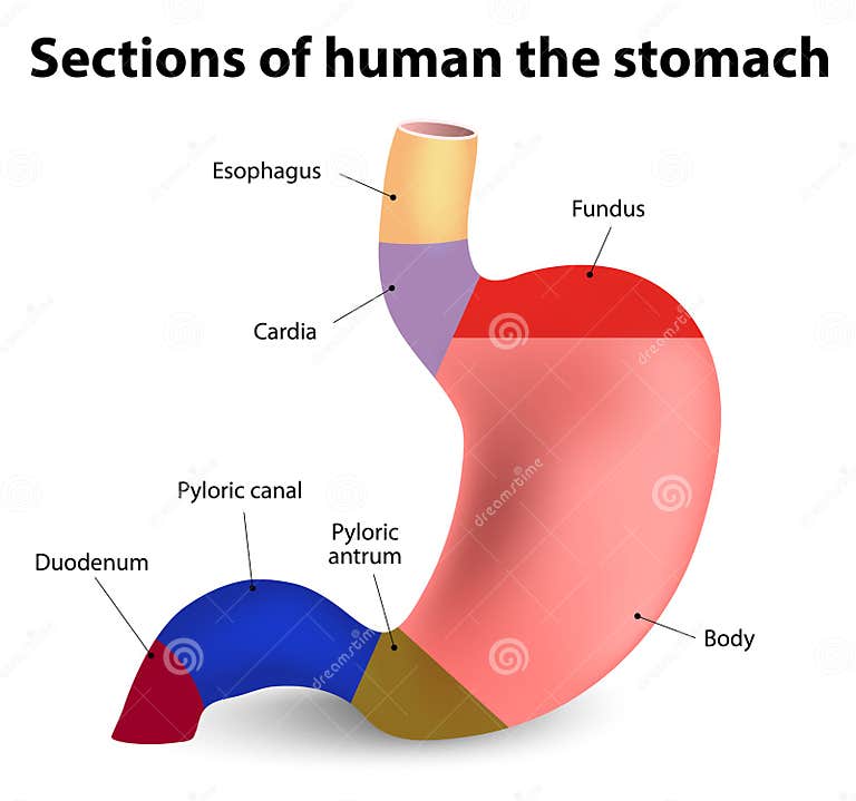 Human stomach stock vector. Illustration of esophageal - 51293485