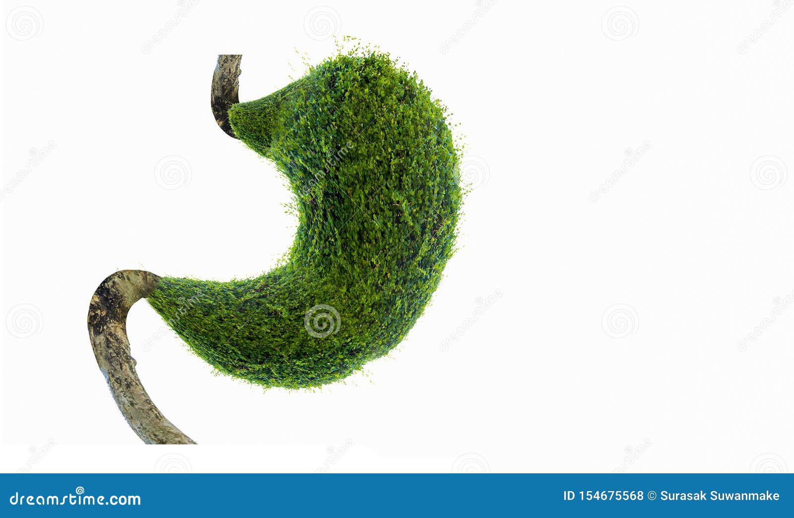 Stomach With Organs Anterior View Stock Photography | CartoonDealer.com ...