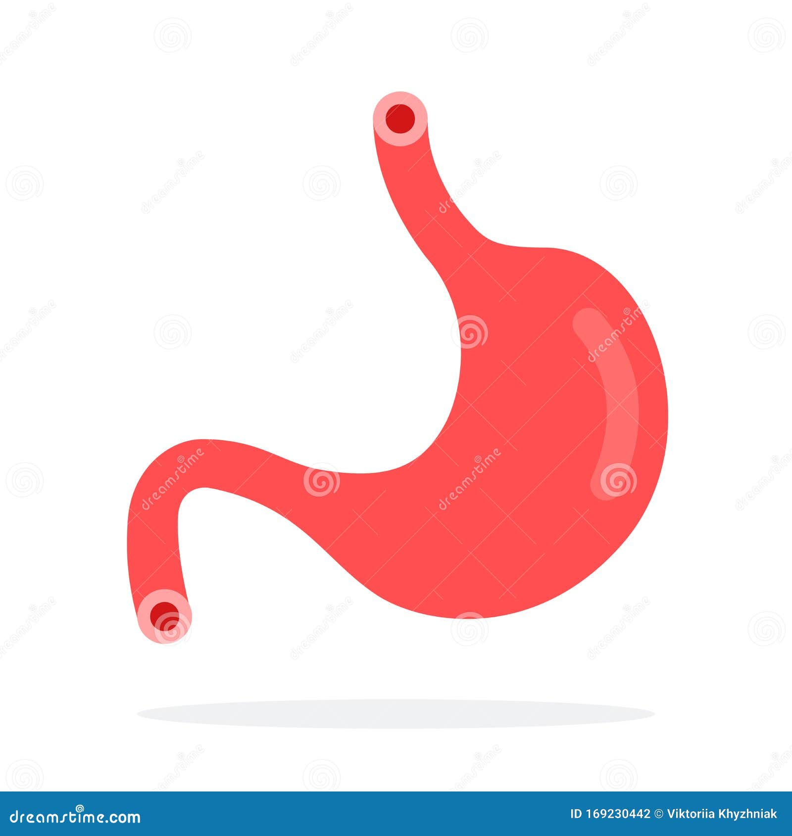 Human Stomach Vector Flat Material Design Isolated Object on White ...