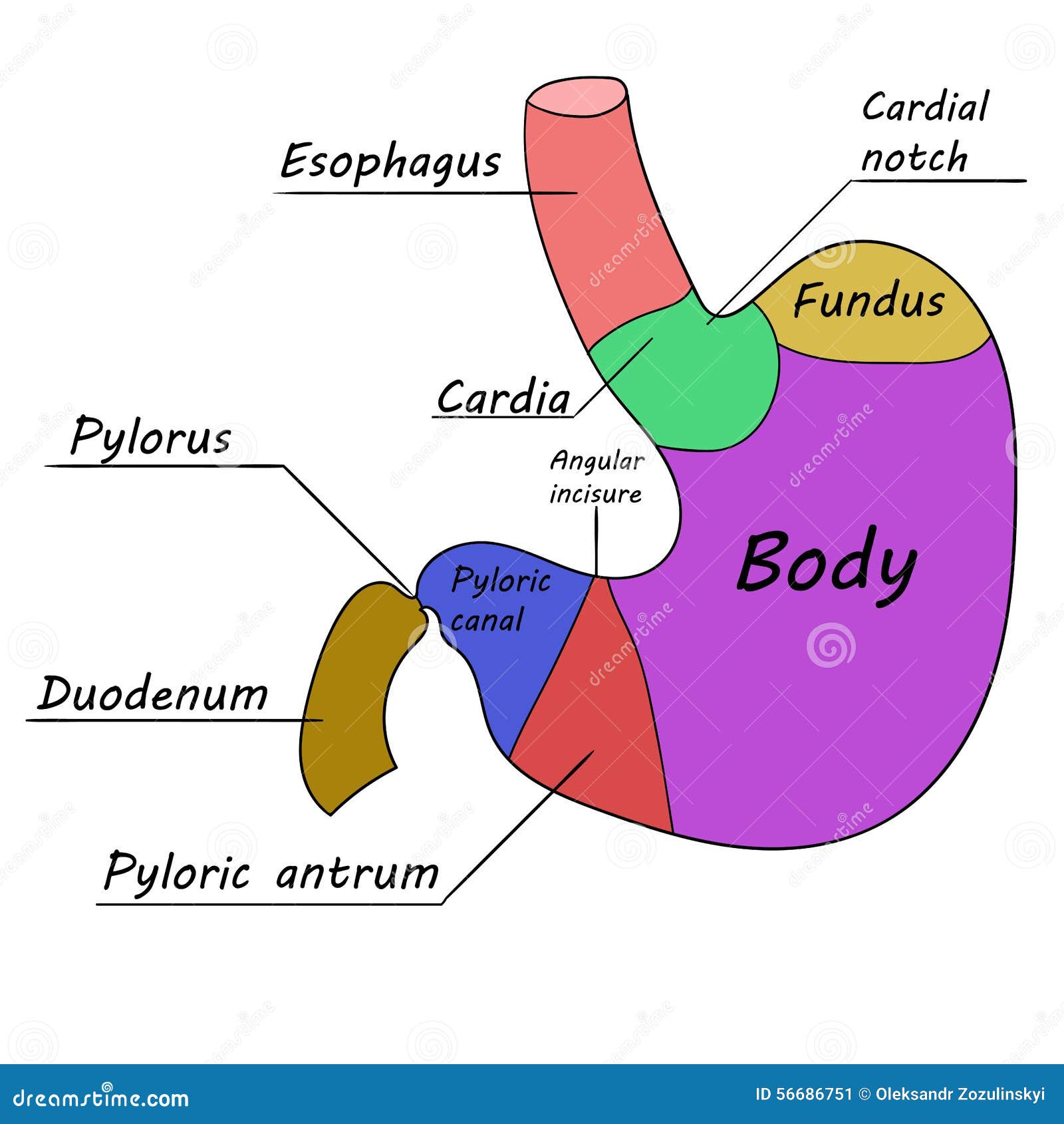 Human Stomach. Vector Illustration 1 Stock Vector - Illustration of ...