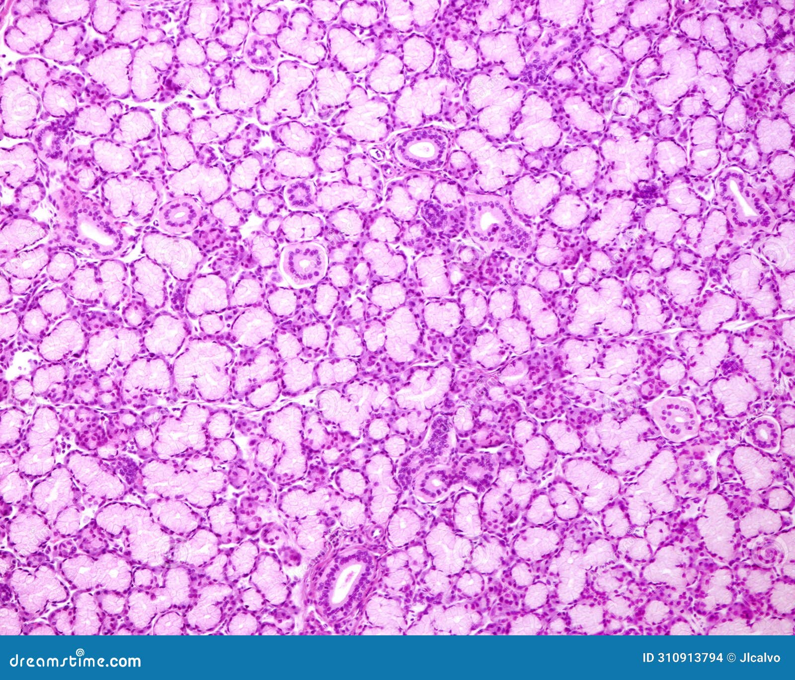 Human sublingual gland stock photo. Image of saliva - 310913794