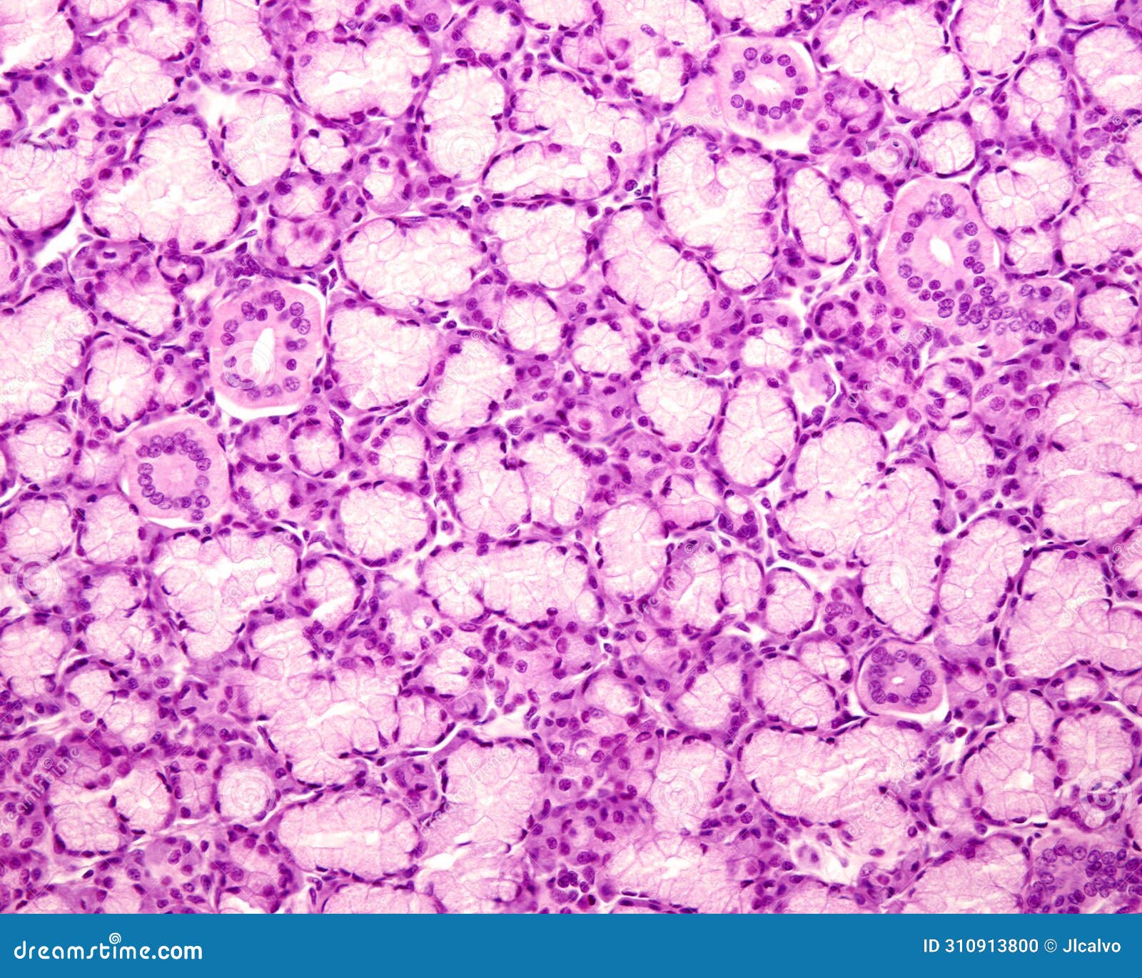 Human sublingual gland stock photo. Image of mucus, columnar - 310913800