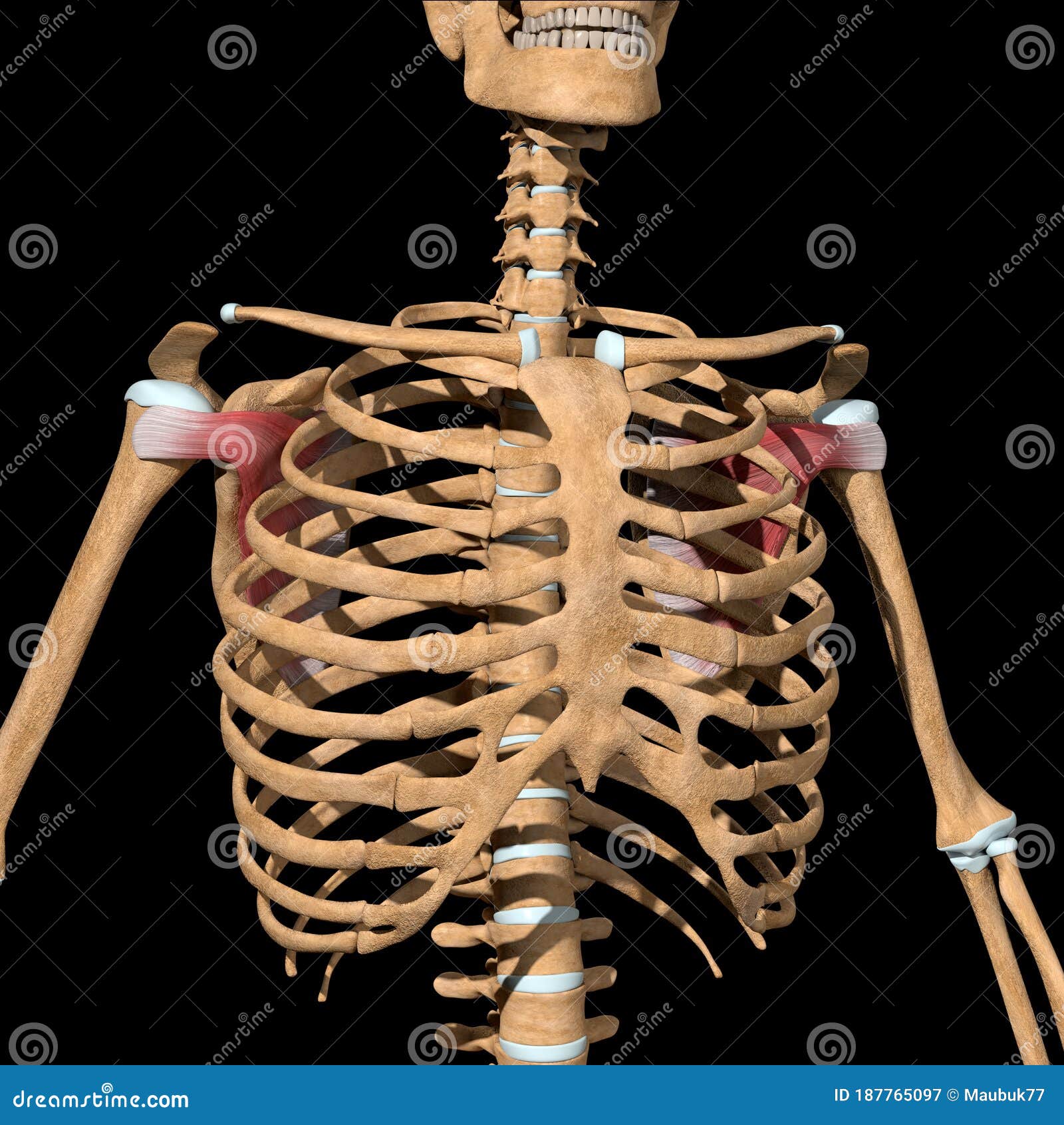 Human Subscapularis Muscles on Skeleton Stock Illustration ...