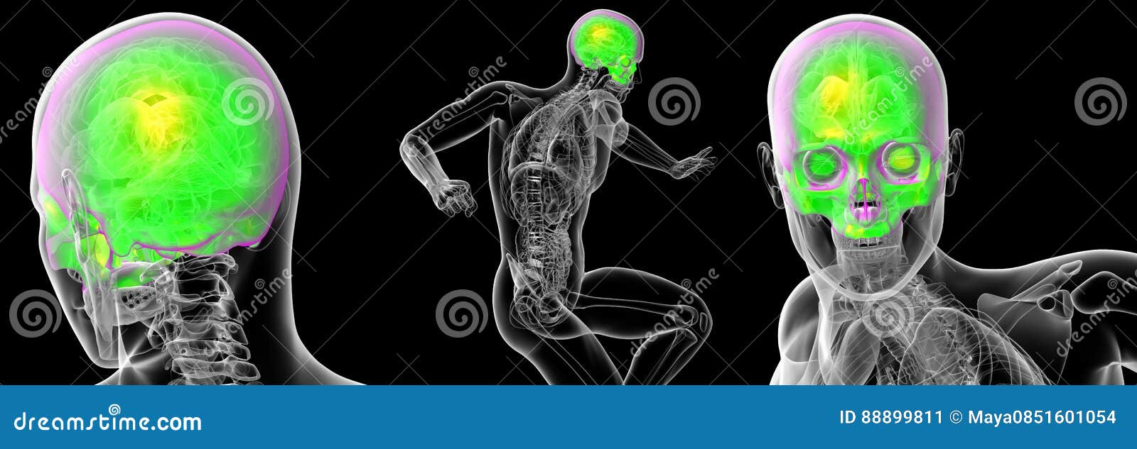 Human sull stock illustration. Illustration of human - 88899811