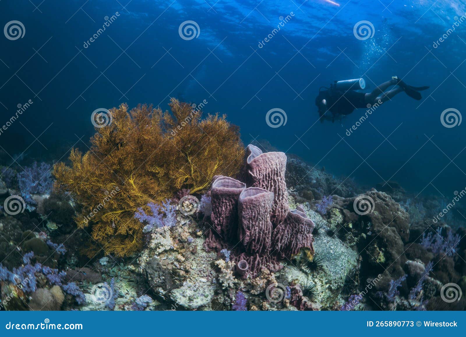 Human Surrounded by Soft and Hard Coral Reef during a Scuba Diving with ...