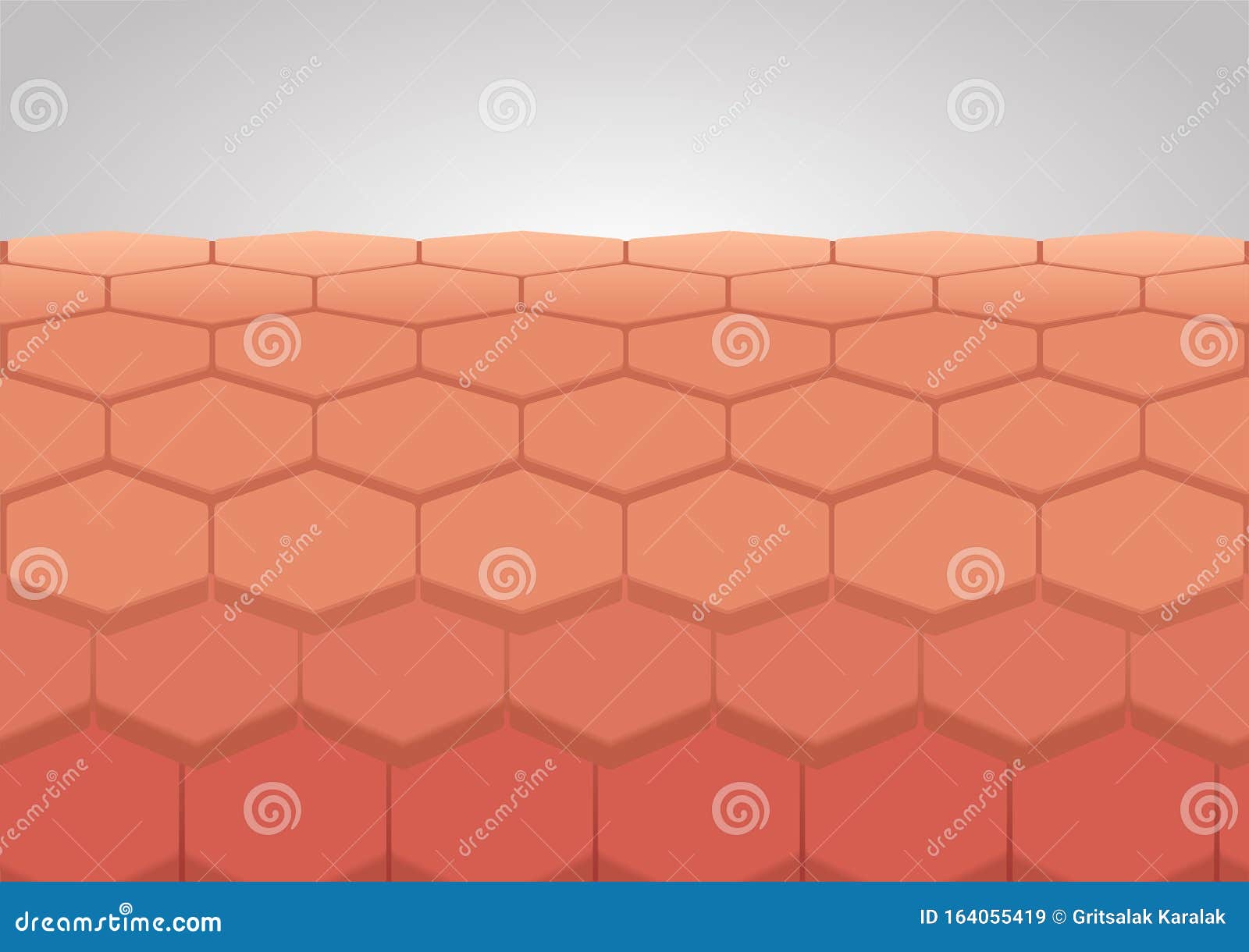 Human Tan Skin Layer on Grey Stock Vector - Illustration of aging ...
