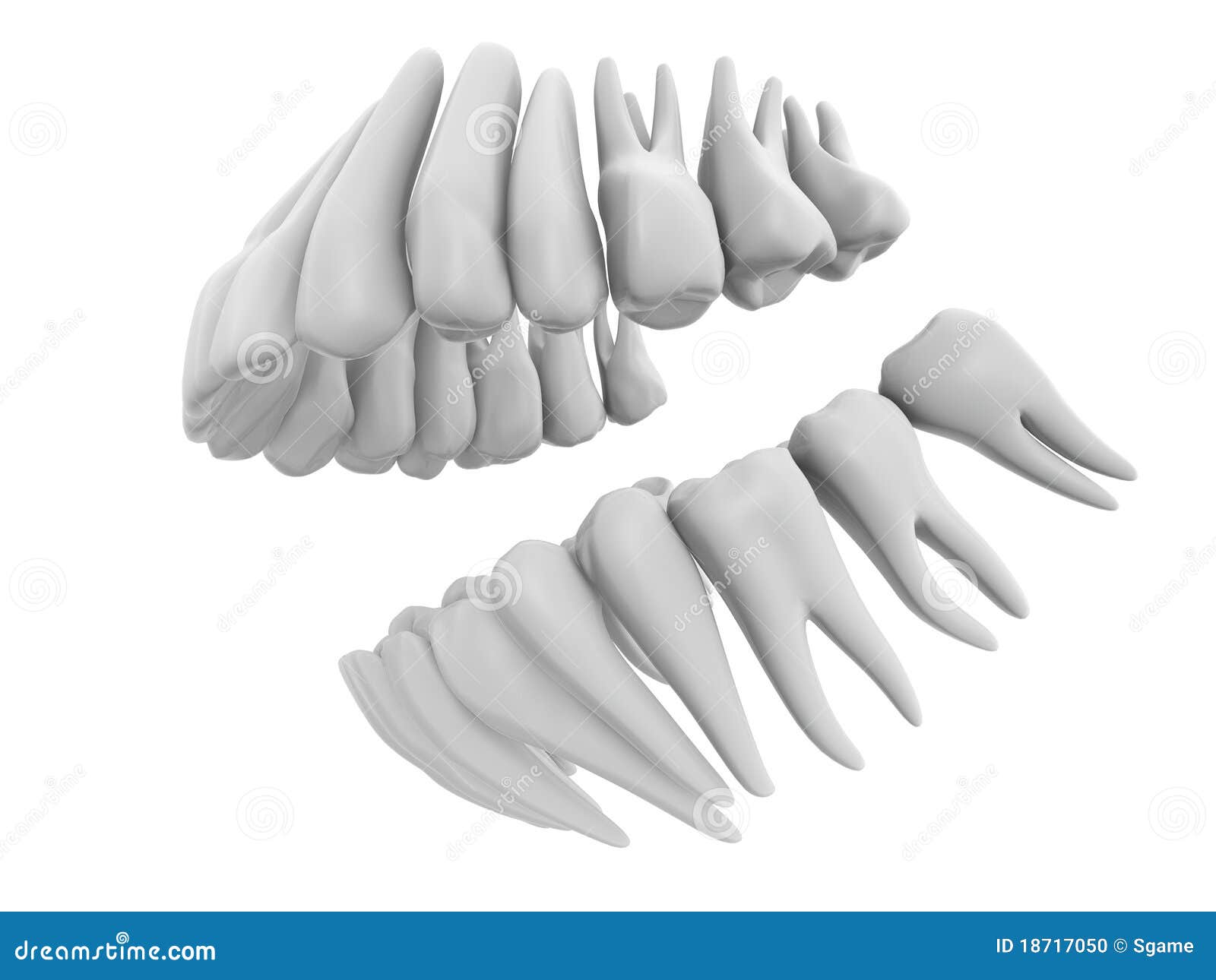 Human Teeth Diagram. Cross Section Cavity Of The Tooth Cartoon Vector ...