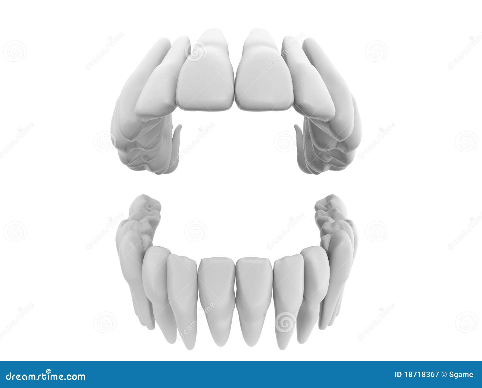 Buy Tooth Of Diagram For Anatomy Human Mouth Open Dental
