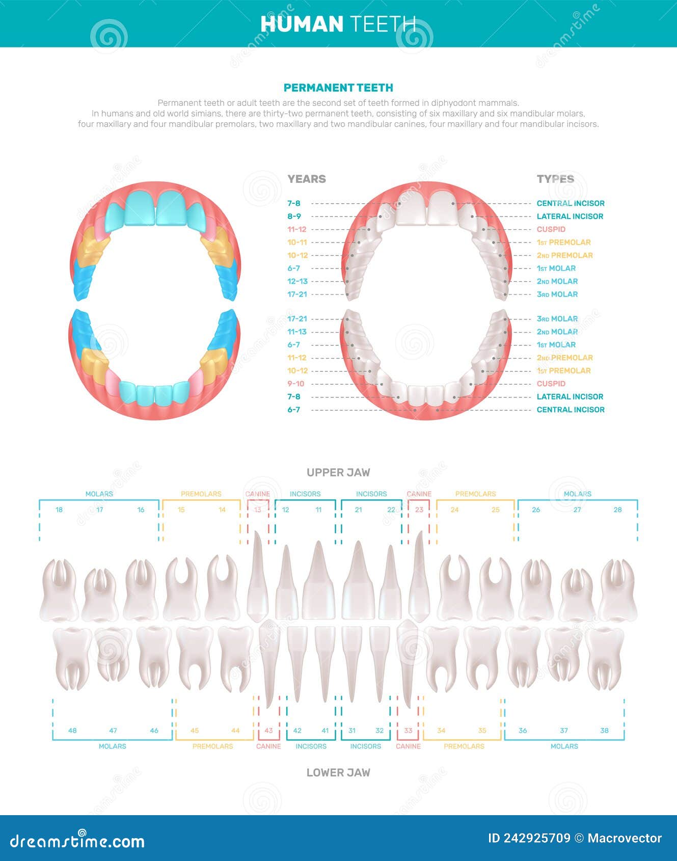 Human Teeth Big Infographics Stock Vector - Illustration of scheme ...