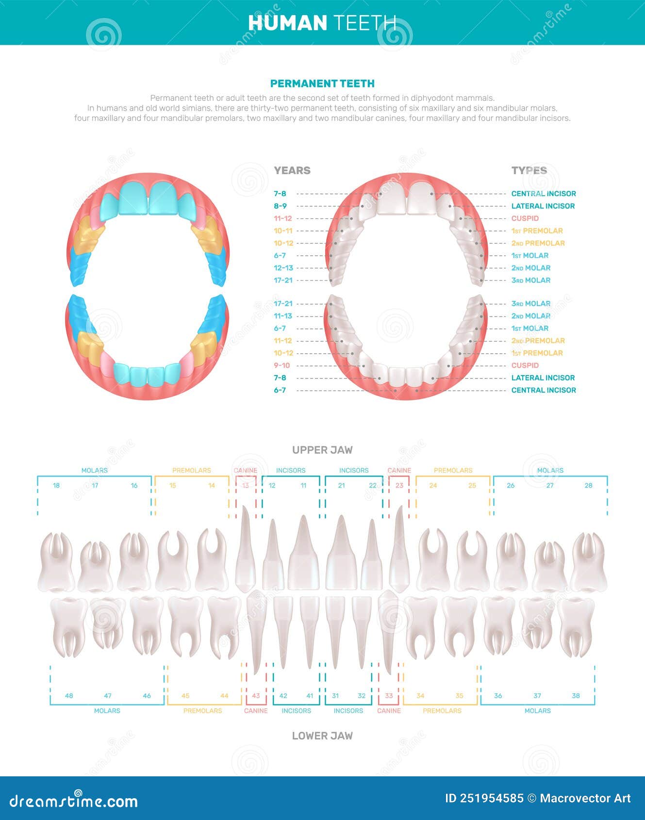 Human Teeth Big Infographics Stock Vector - Illustration of tooth ...