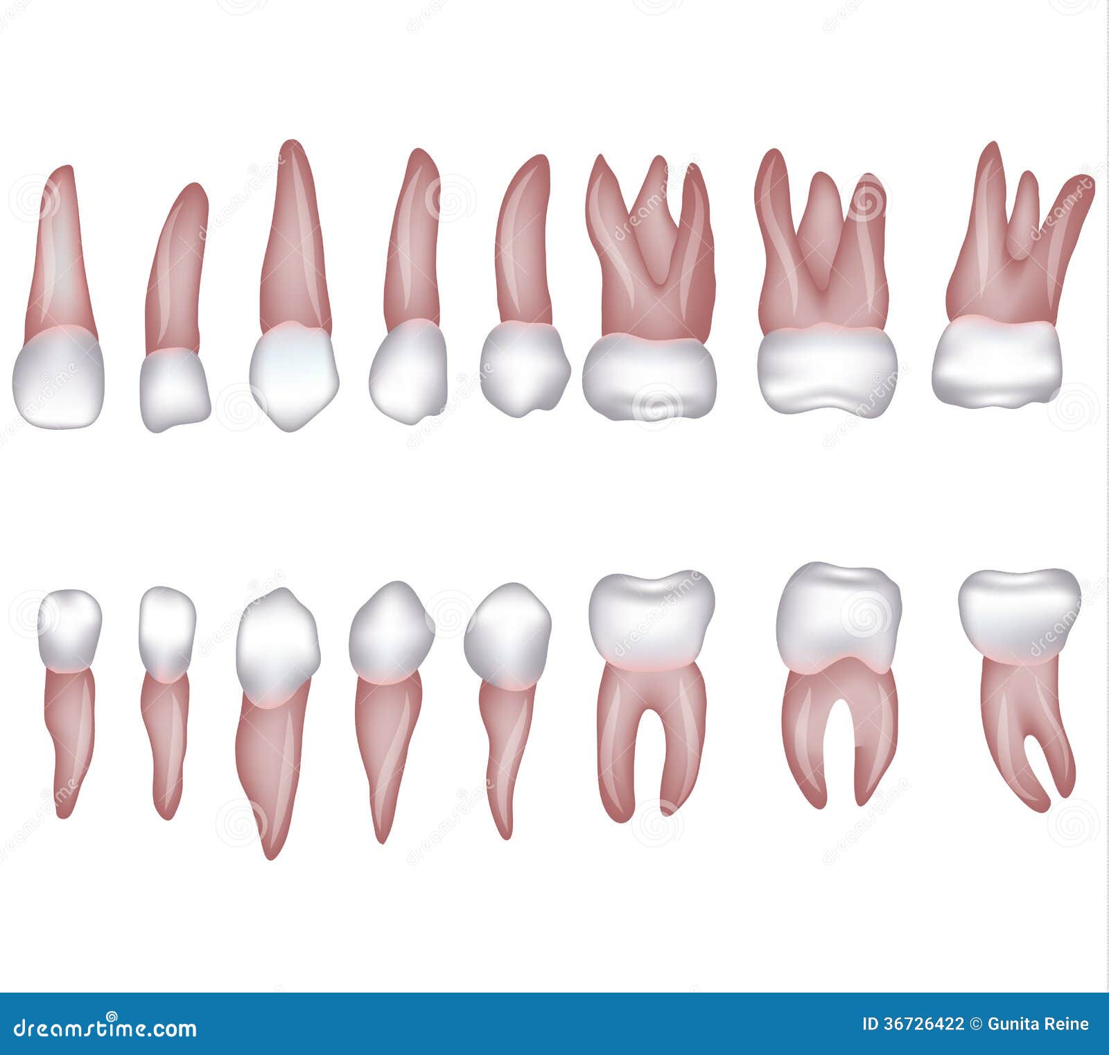 Human Teeth Infographic. Teeth Infographic Vector Illustration ...