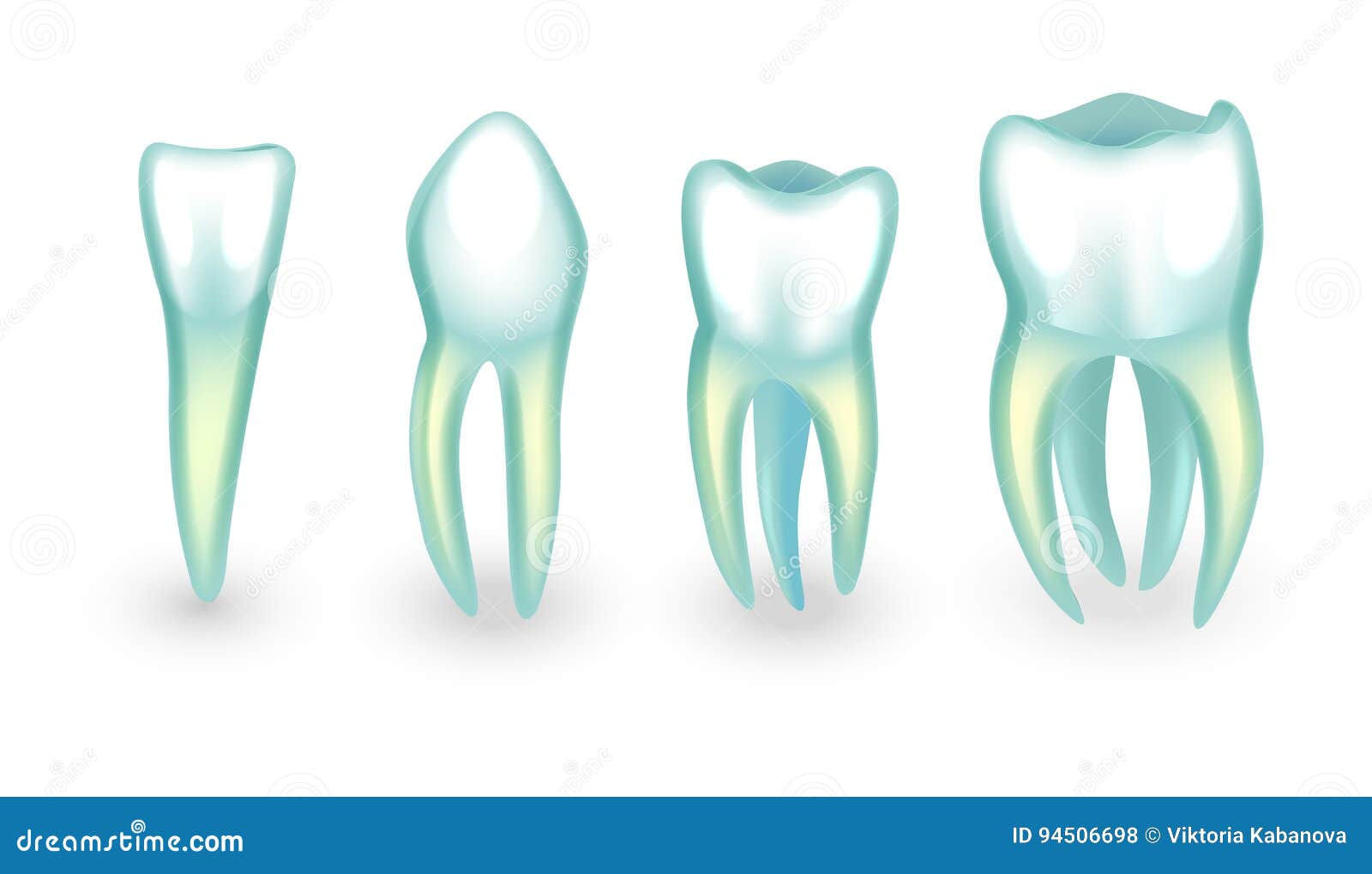 The Human Teeth. Incisor, Canine and MolarsB Stock Vector ...