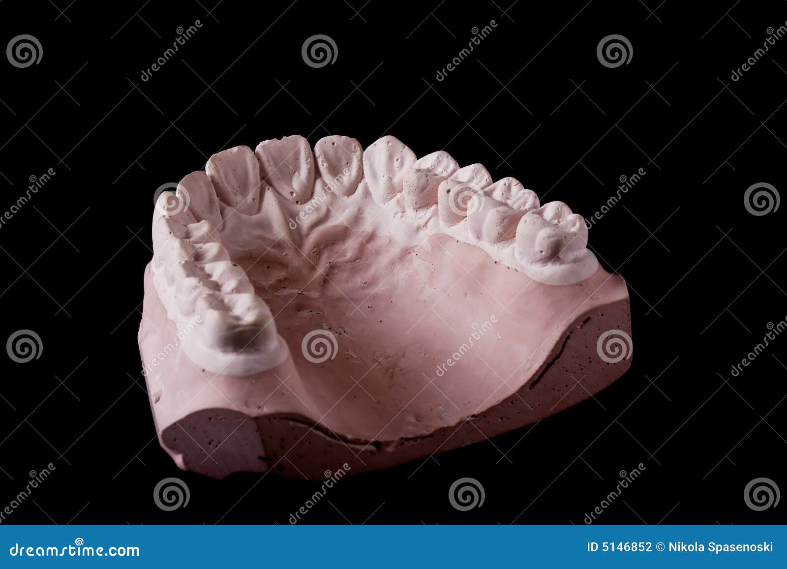 Human teeth, model stock photo. Image of form, medicine - 5146852