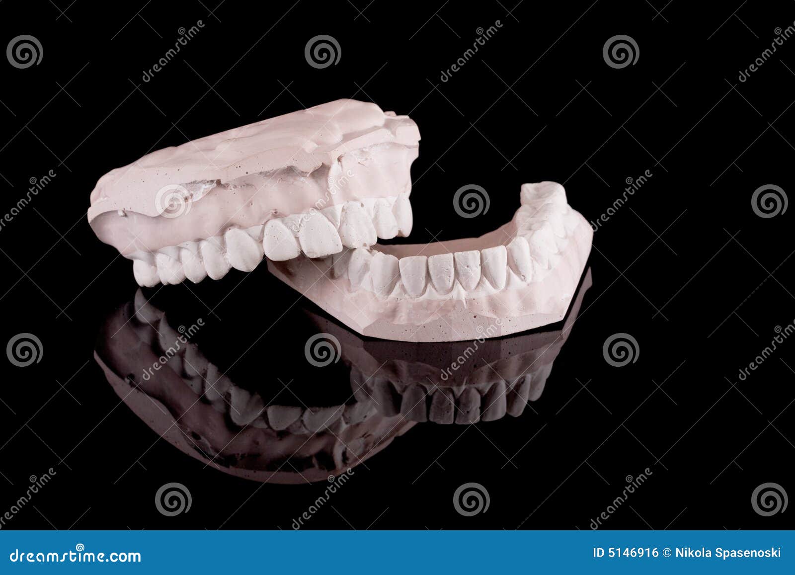 Human Teeth, Model Royalty-Free Stock Image | CartoonDealer.com #5575036