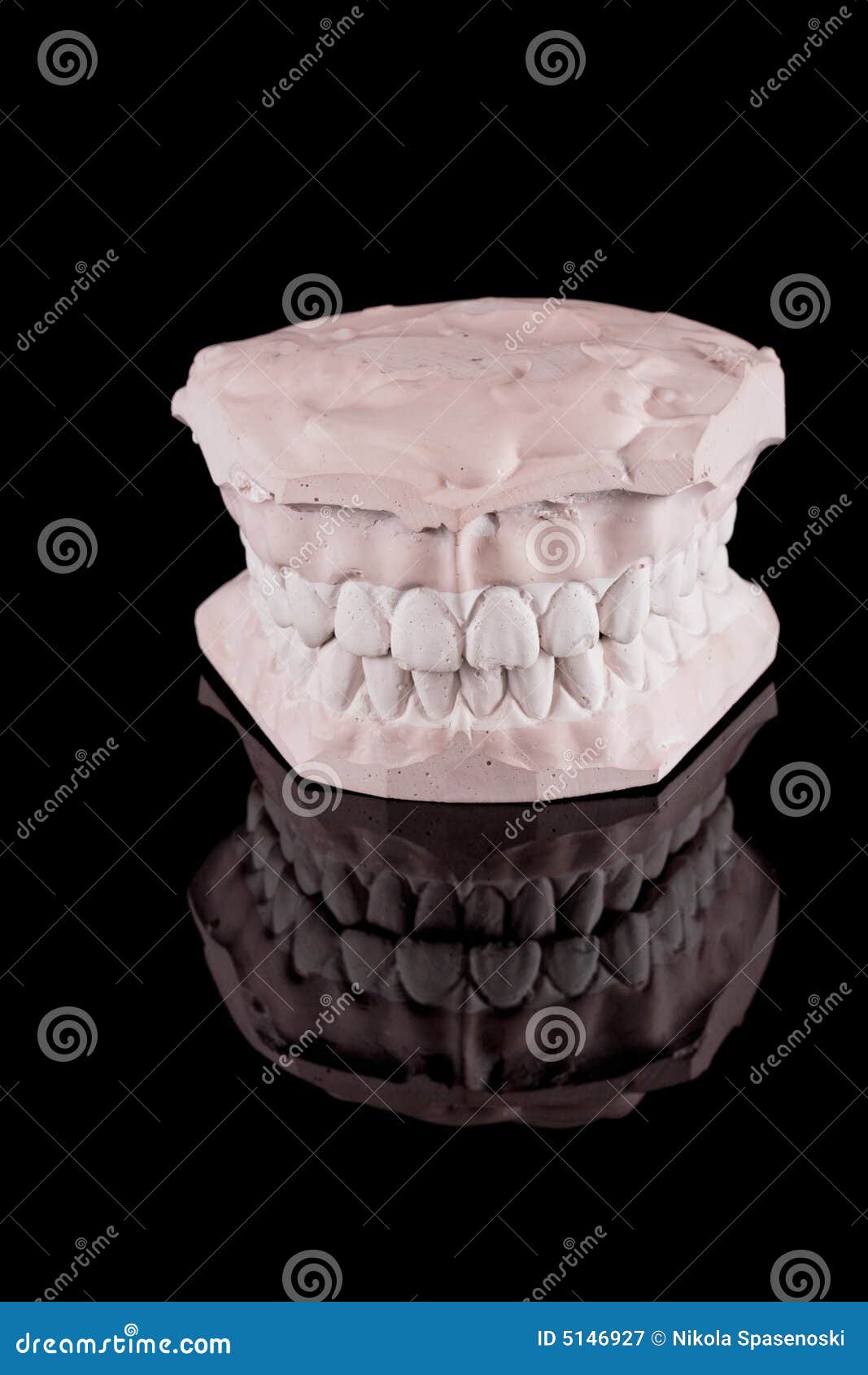 Human Teeth, Model Royalty-Free Stock Image | CartoonDealer.com #5575036