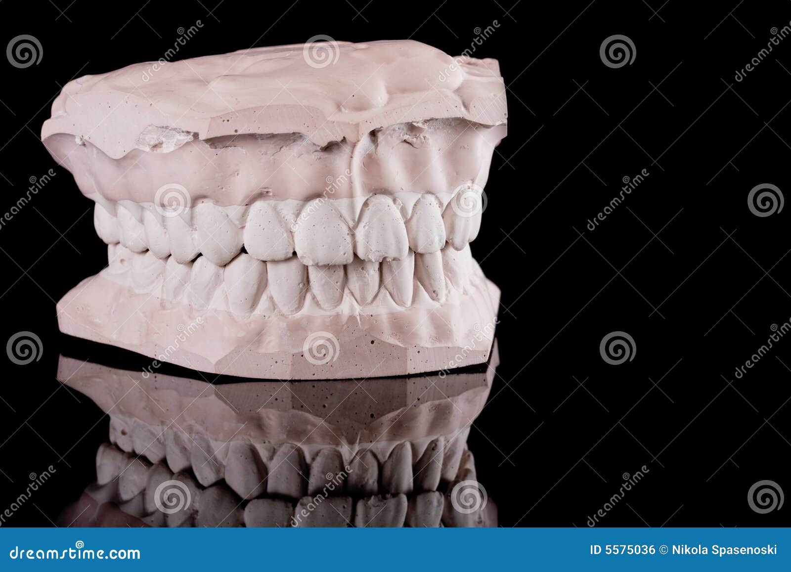 Human Teeth, Model Royalty-Free Stock Image | CartoonDealer.com #5575036