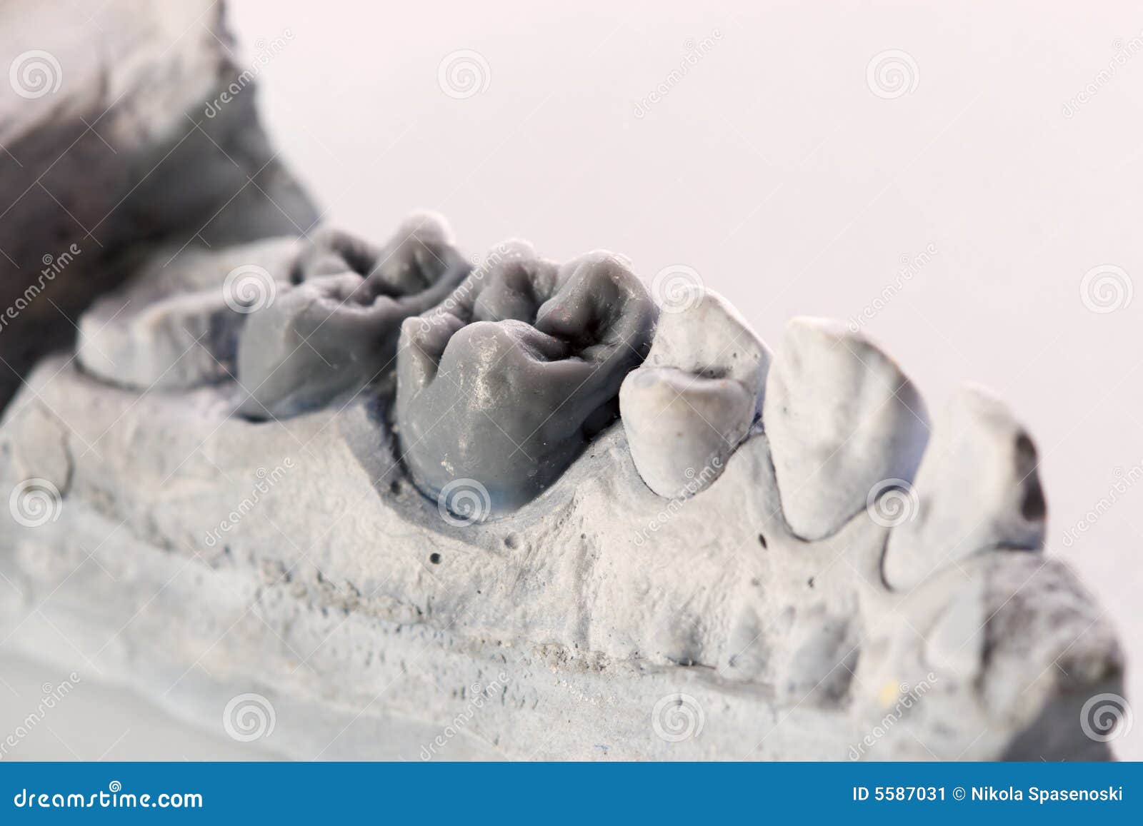 Human teeth, model stock image. Image of anatomy, mouth - 5587031