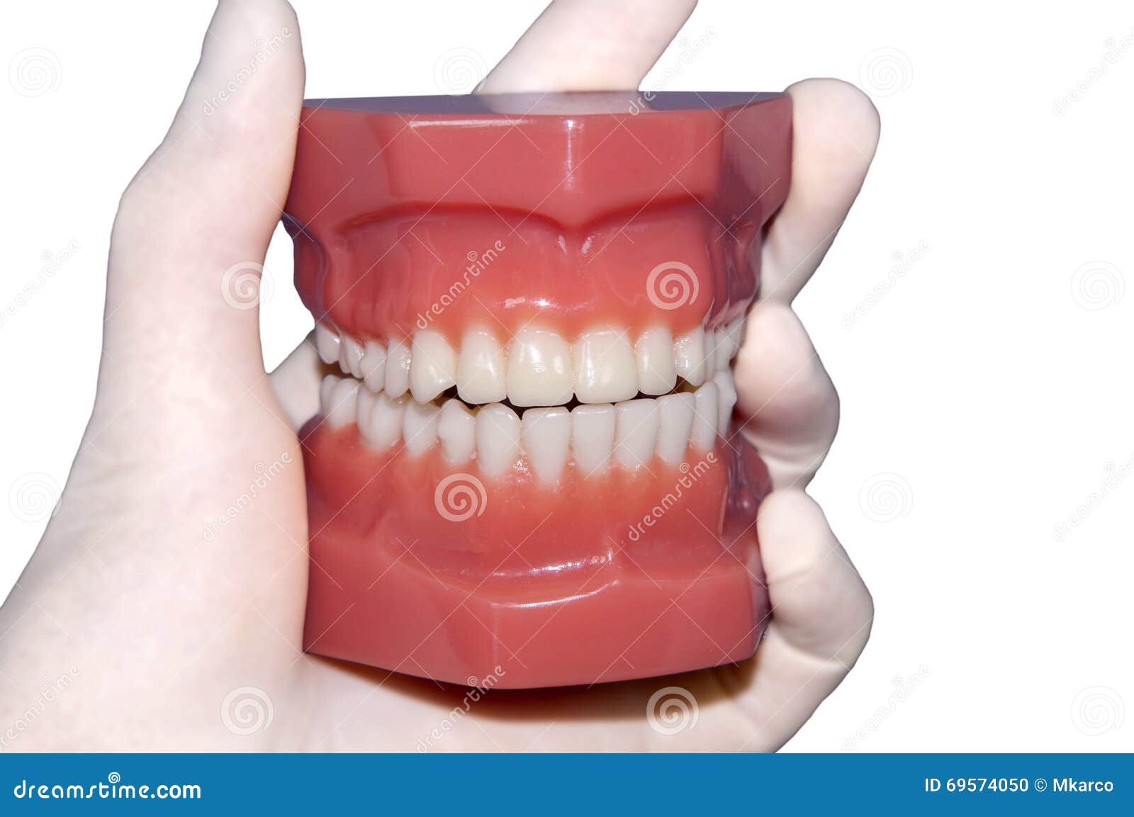Human Teeth Model Isolated on White Stock Photo - Image of wisdom ...