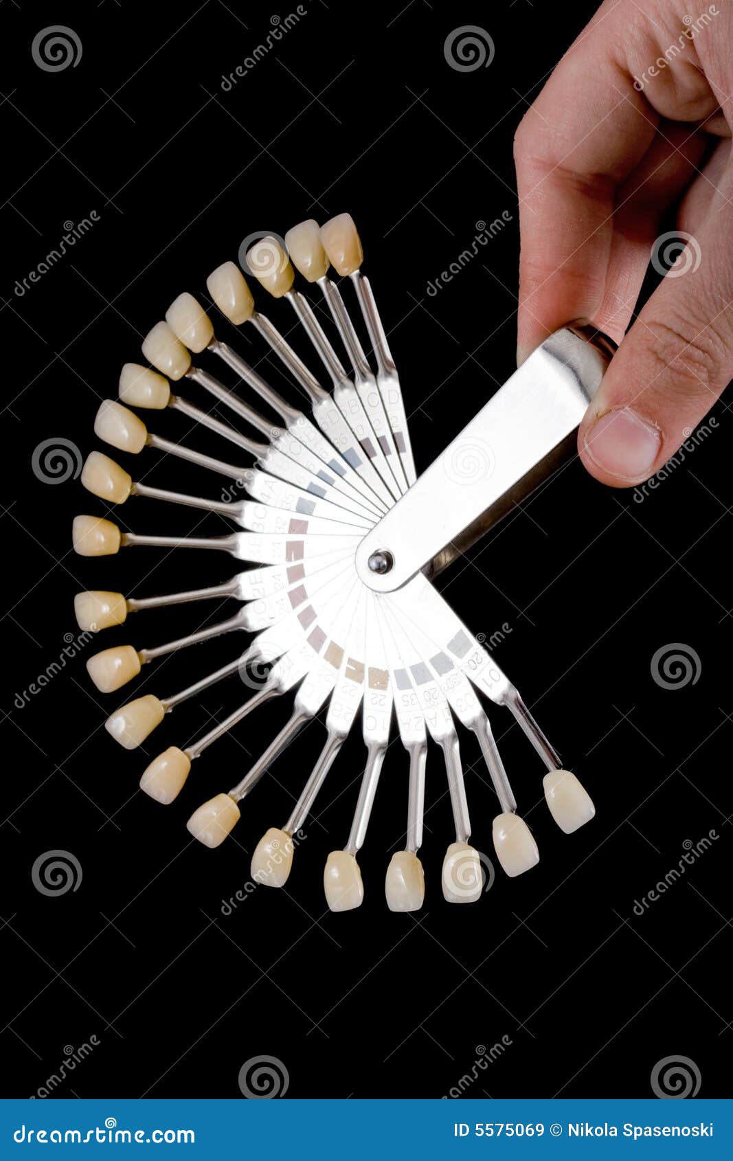 Human teeth models stock image. Image of dentistry, human - 5575069