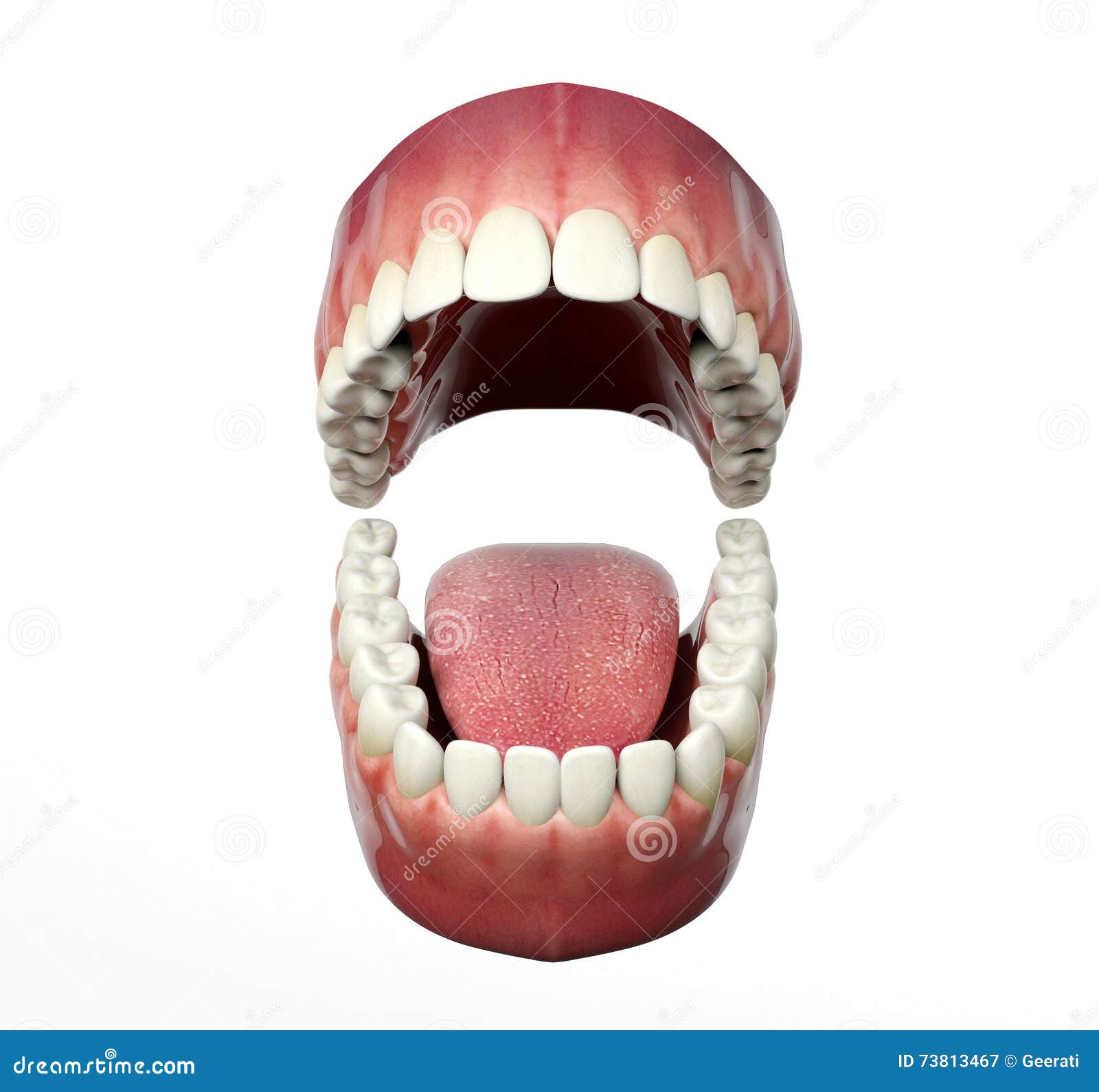 Human Teeth Opening Isolated on White Background Stock Illustration ...