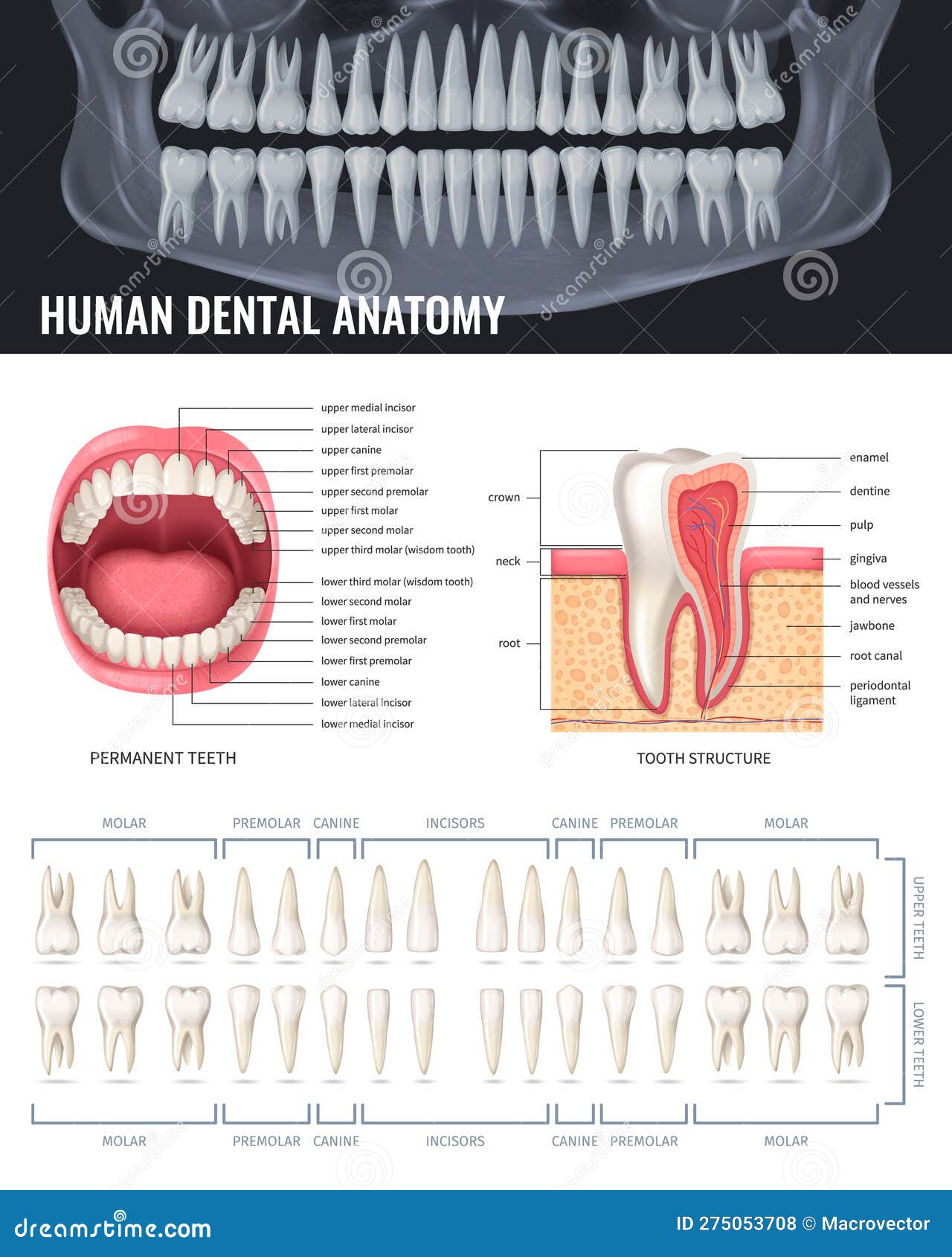 Human Teeth Realistic stock vector. Illustration of dental - 275053708