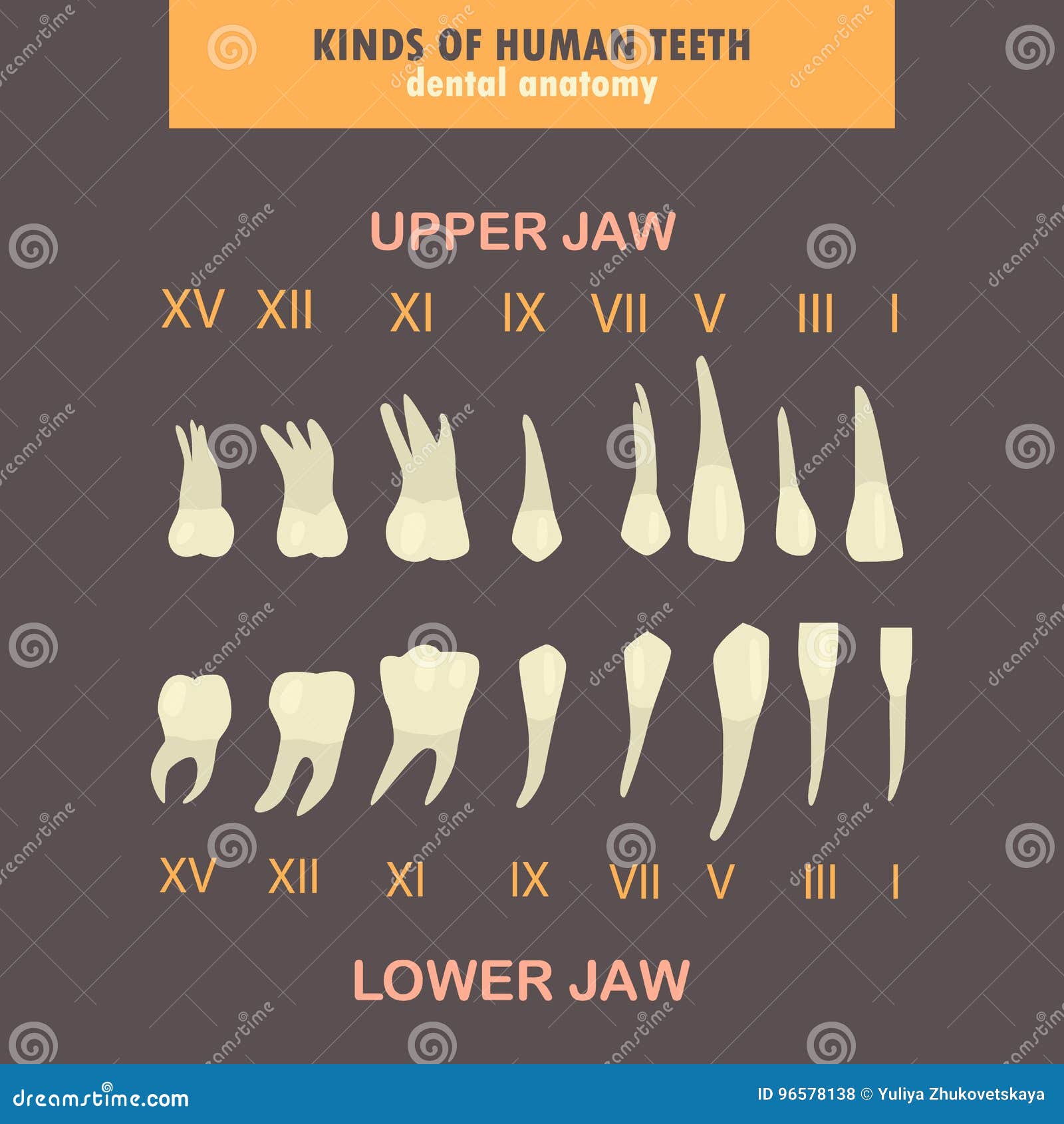 Human Teeth Type Color Infographics Set for Web and Mobile Design Stock ...