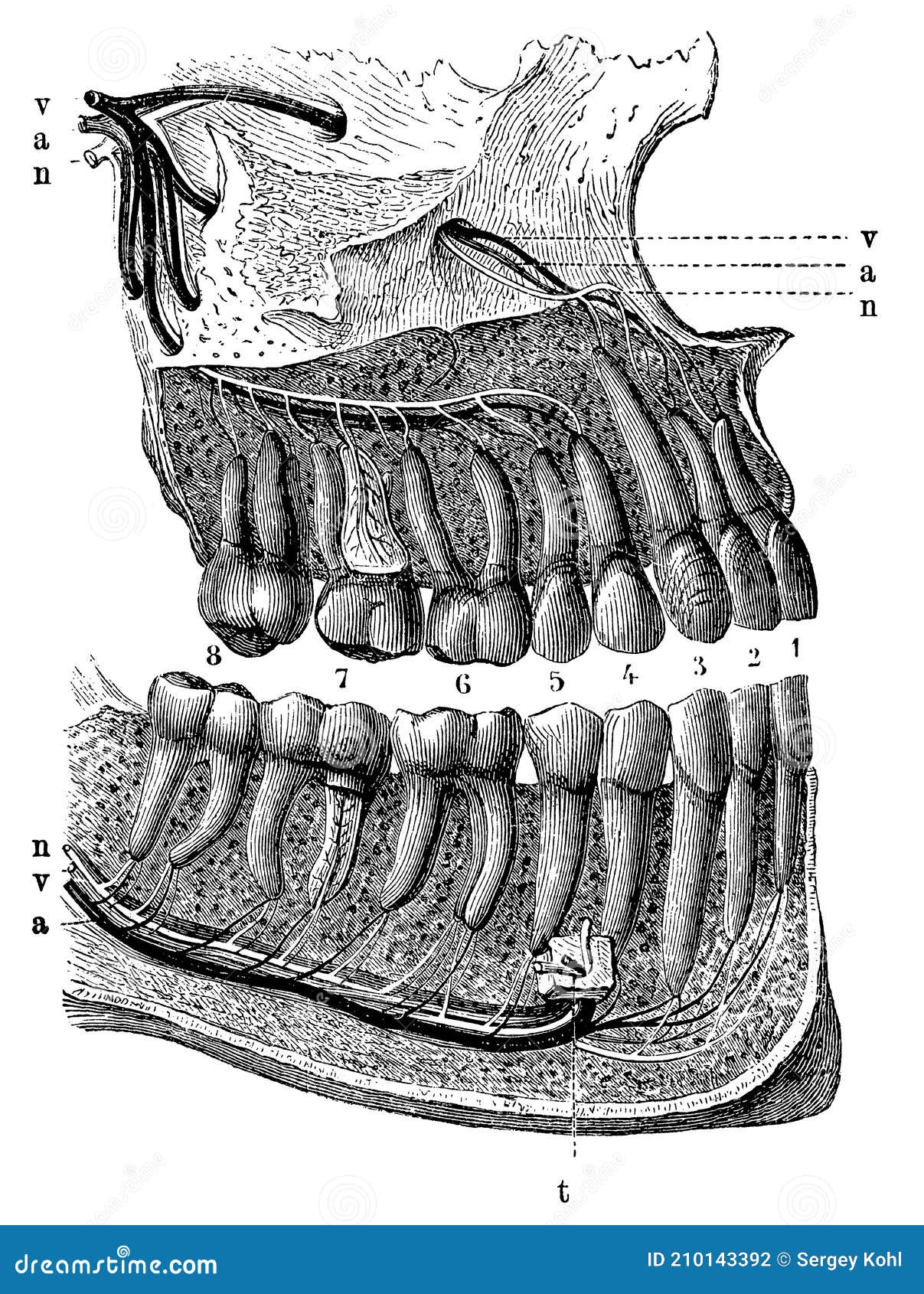 Teeth With Roots Numbering Chart For Adult Teeth. Dentist Numbering ...