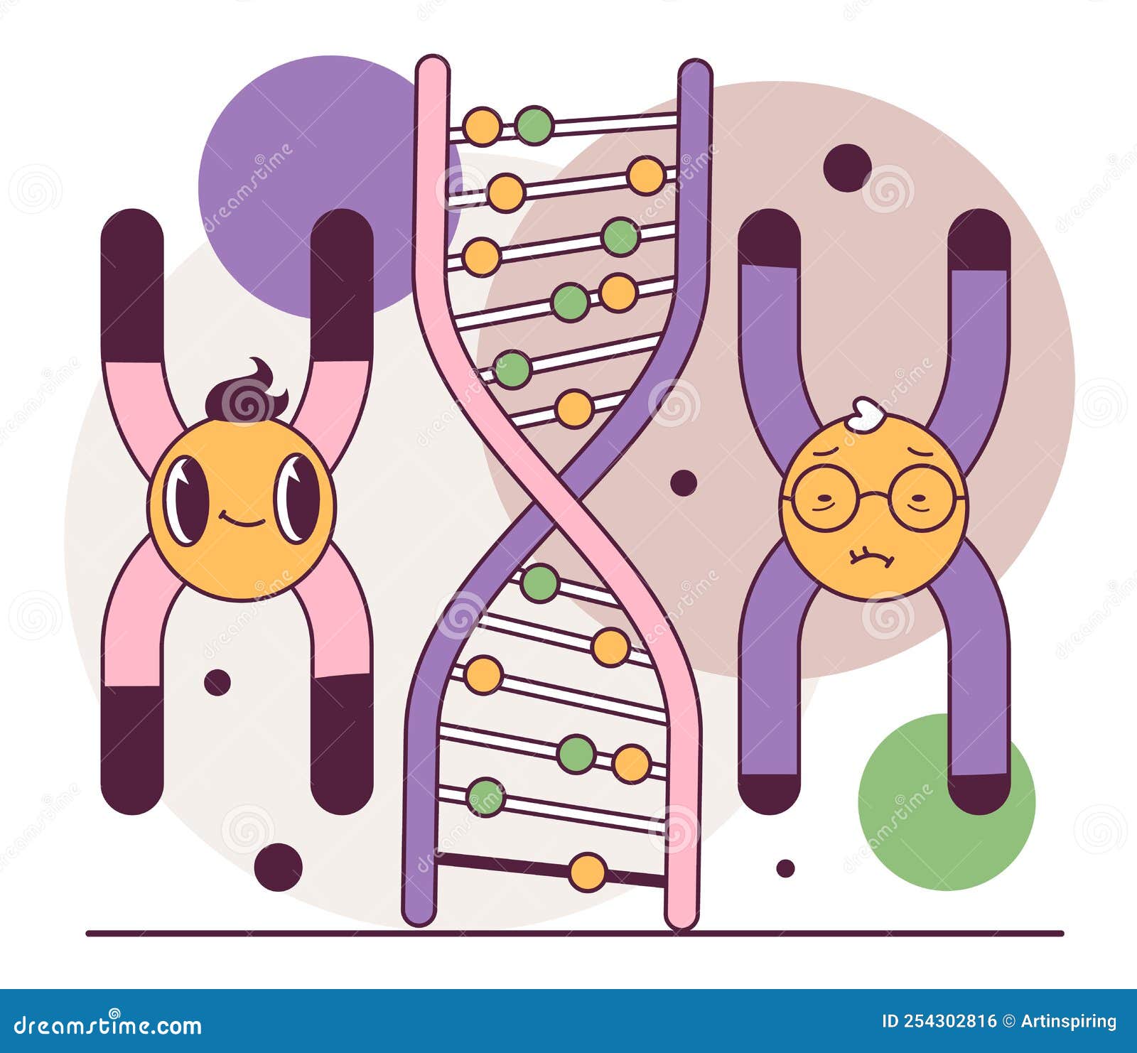 Human Telomeres Shortening. Cellular Level of Aging Stock Vector ...