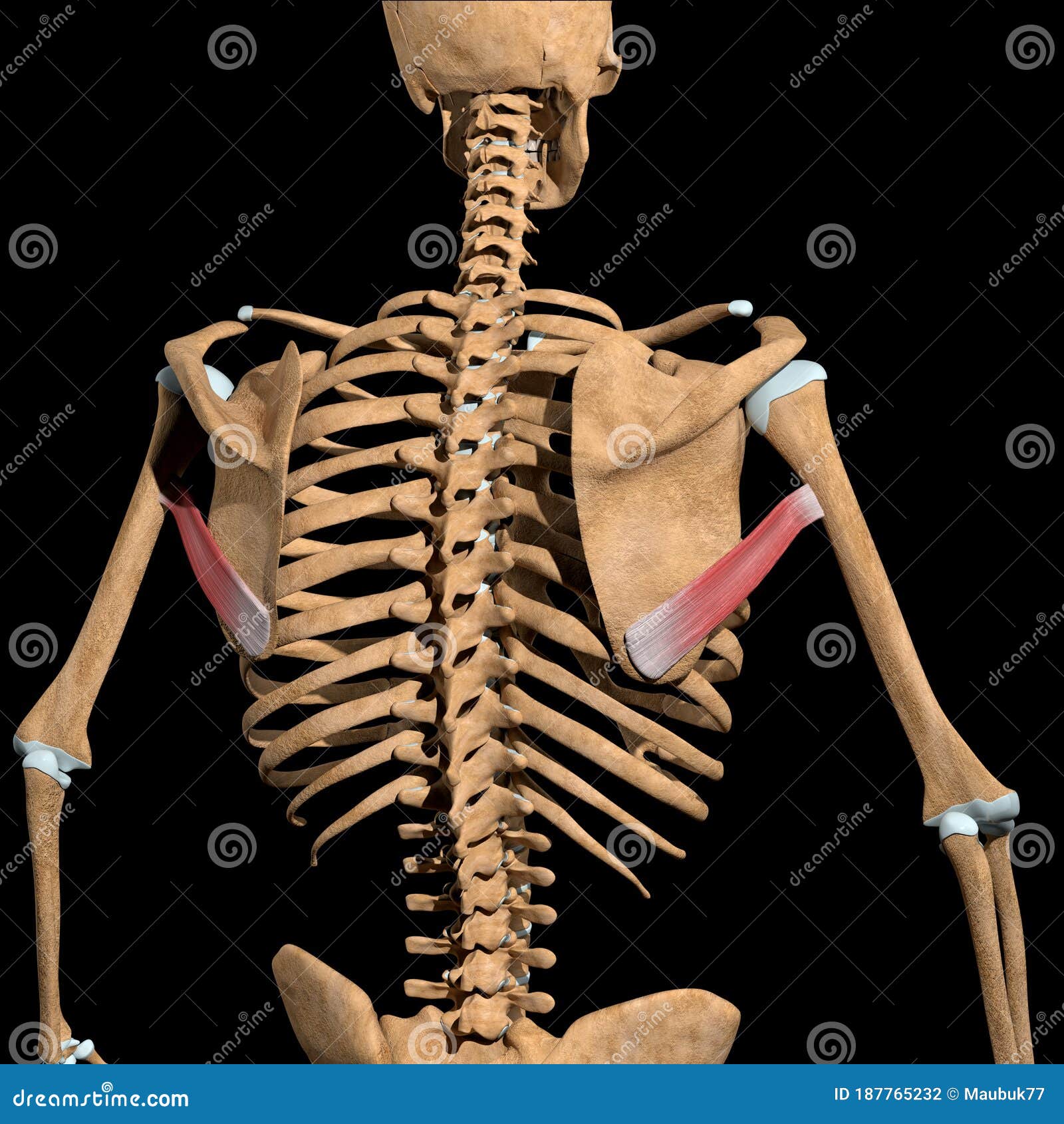 Human Teres Major Muscles on Skeleton Stock Illustration - Illustration ...