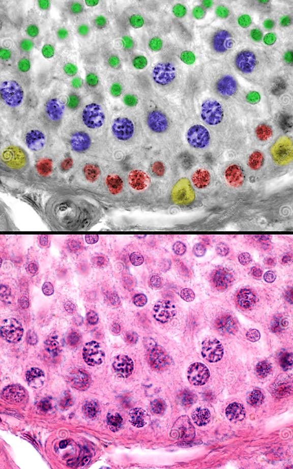Human Testicle Spermatogenesis Stock Image Image Of Seminiferous