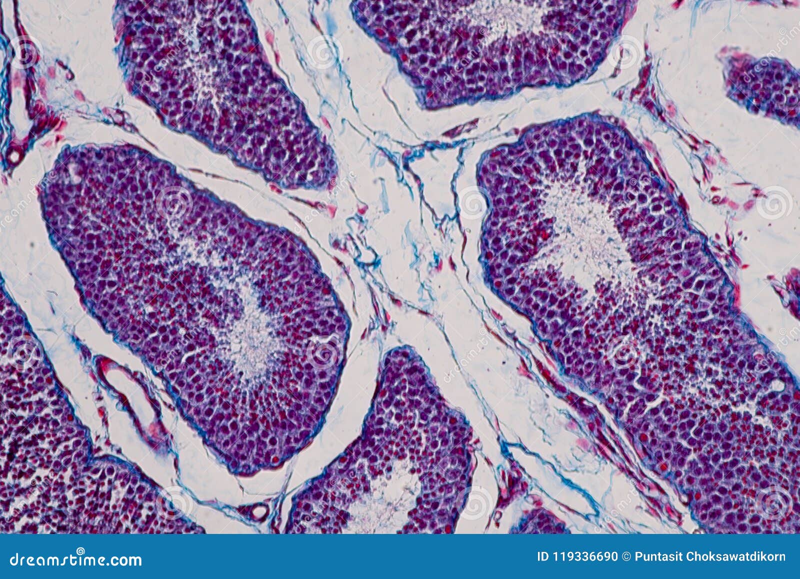 Human Testis Under Microscope View Royalty Free Stock Image 124378978