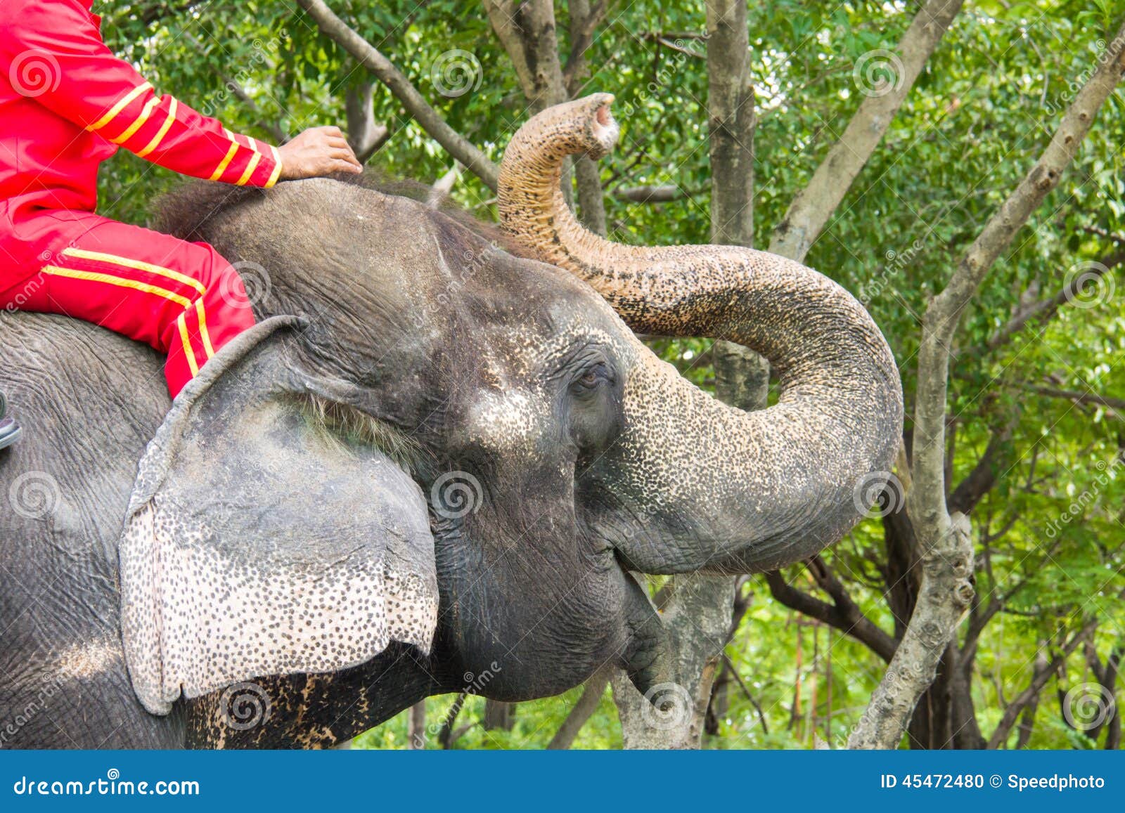 Human from Thailand is Riding the Elephant Stock Photo - Image of ...