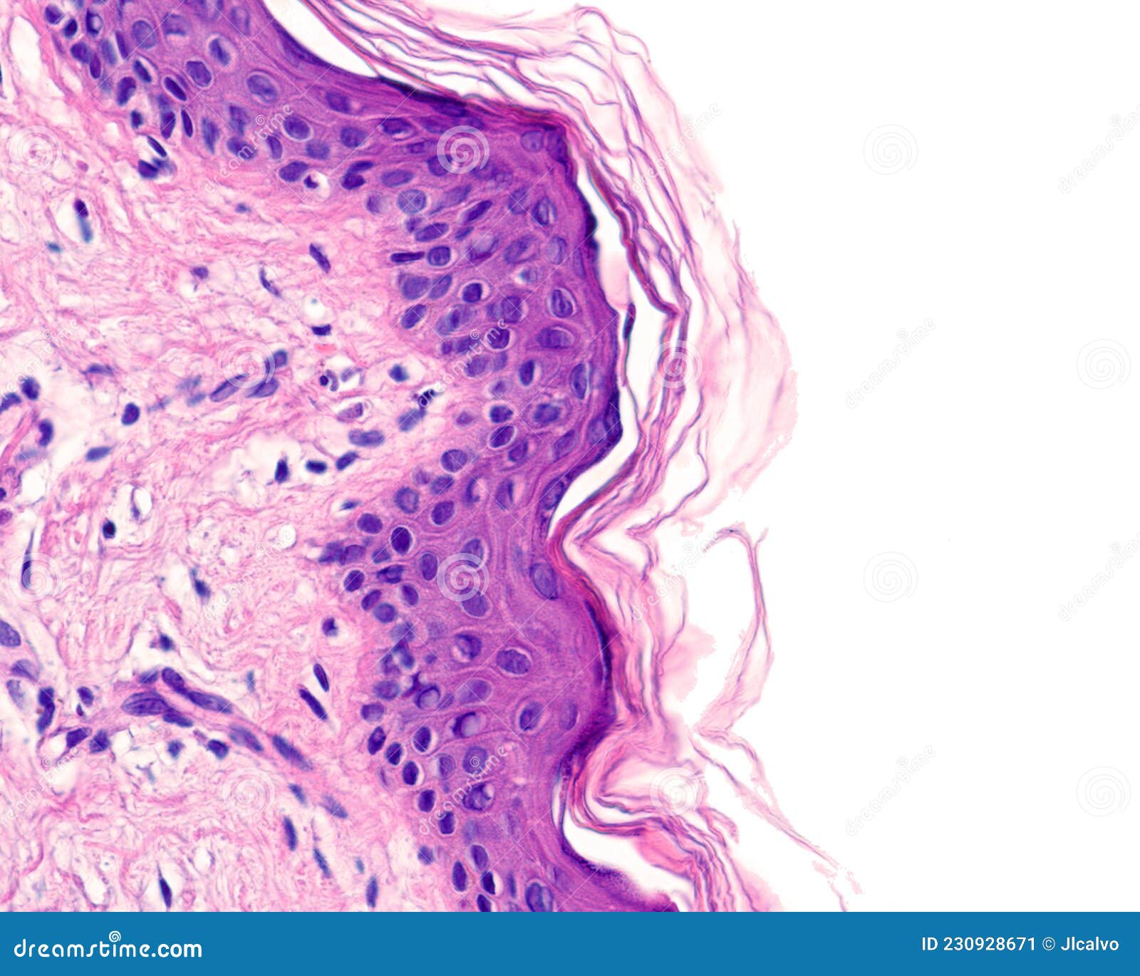 Human thin skin stock image. Image of tissue, cytology - 230928671
