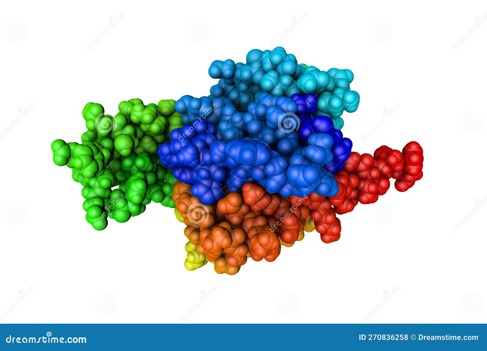 Human Thioesterase 2. Space-filling Molecular Model on White Background ...