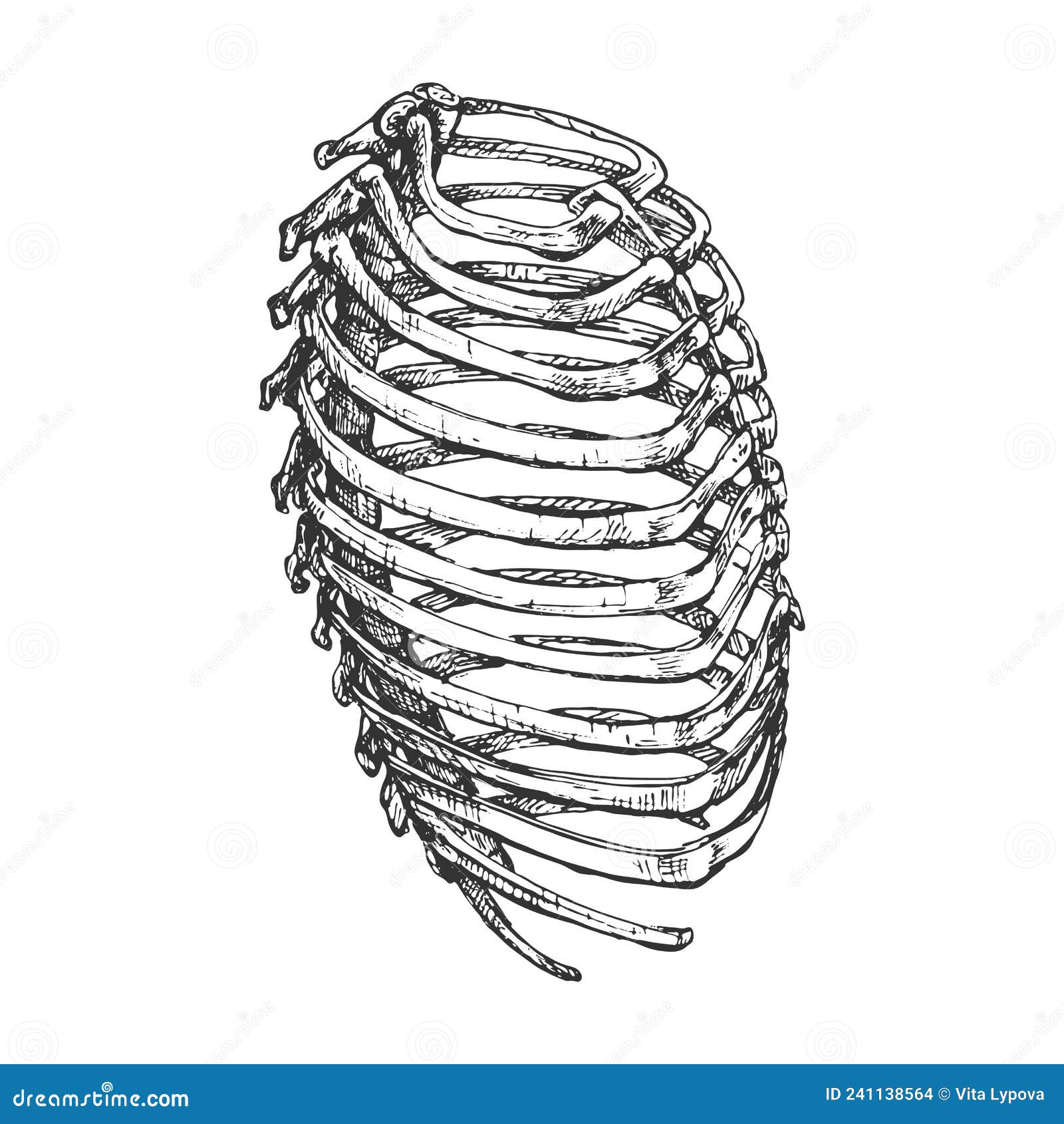 479_Human Thorax Chest stock vector. Illustration of drawing - 241138564