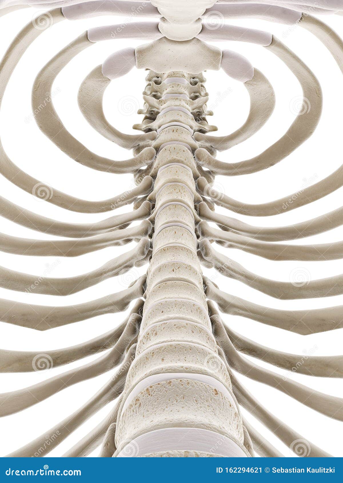 The human thorax stock illustration. Illustration of human - 162294621