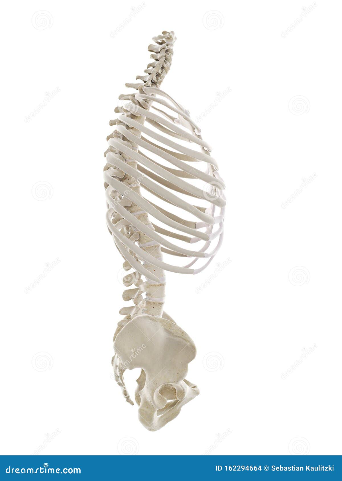 The human thorax stock illustration. Illustration of rendered - 162294664