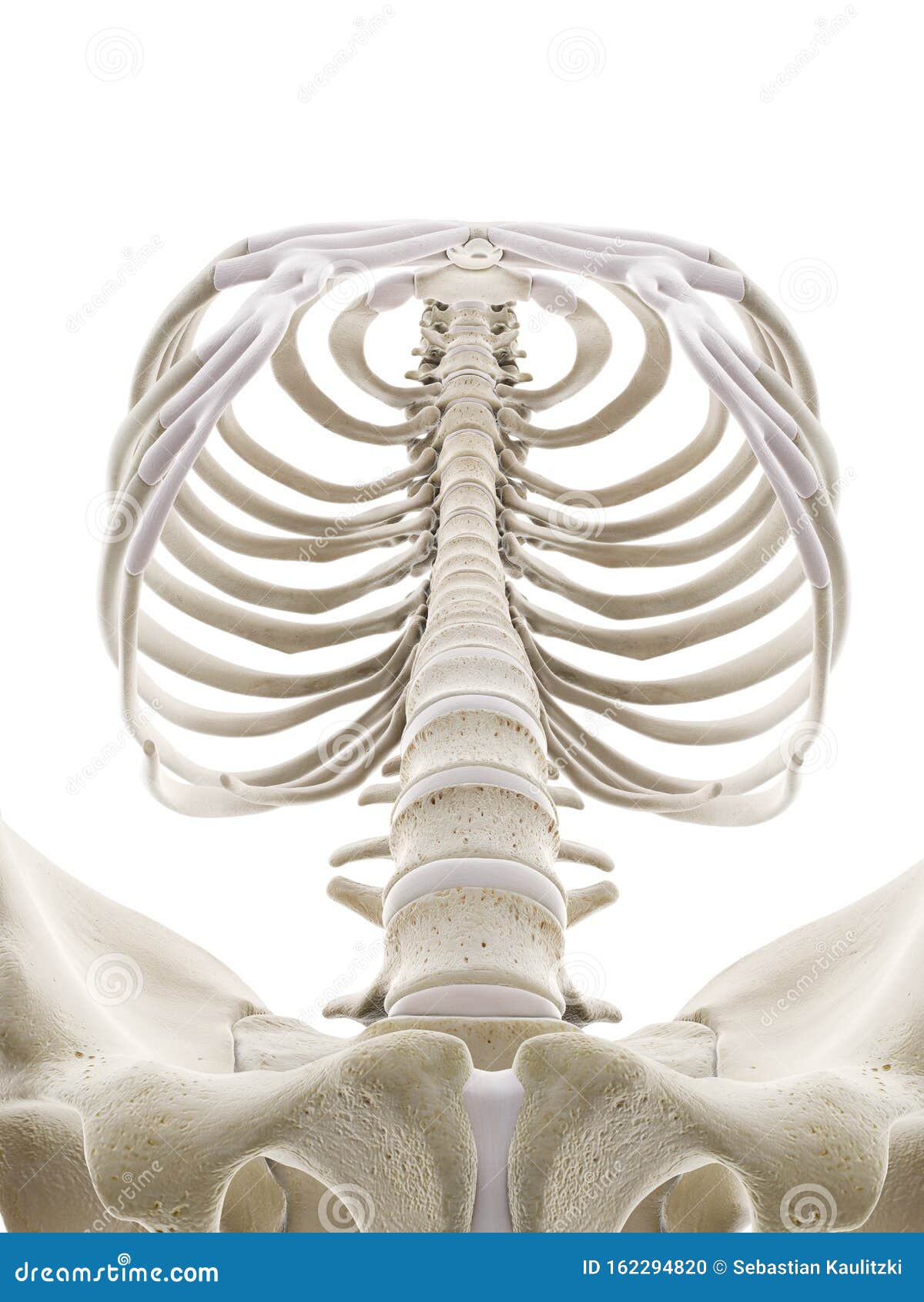 The Human Thorax Anatomy Royalty-Free Illustration | CartoonDealer.com ...