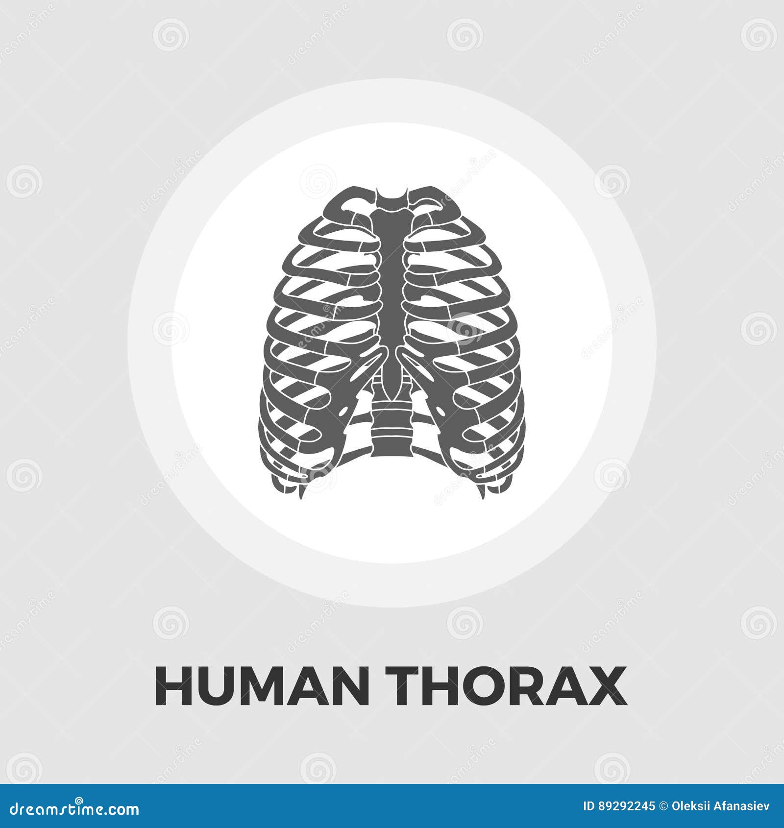 The Human Thorax Anatomy Royalty-Free Illustration | CartoonDealer.com ...