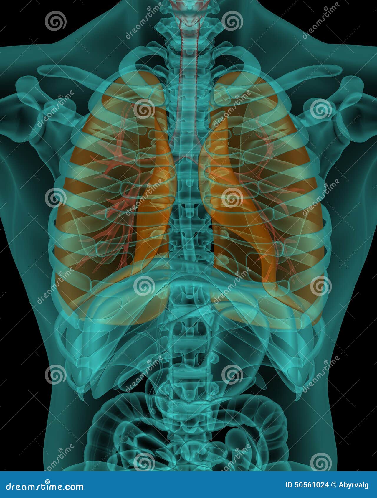 Human Thorax Organs with Lungs Stock Illustration - Illustration of ...